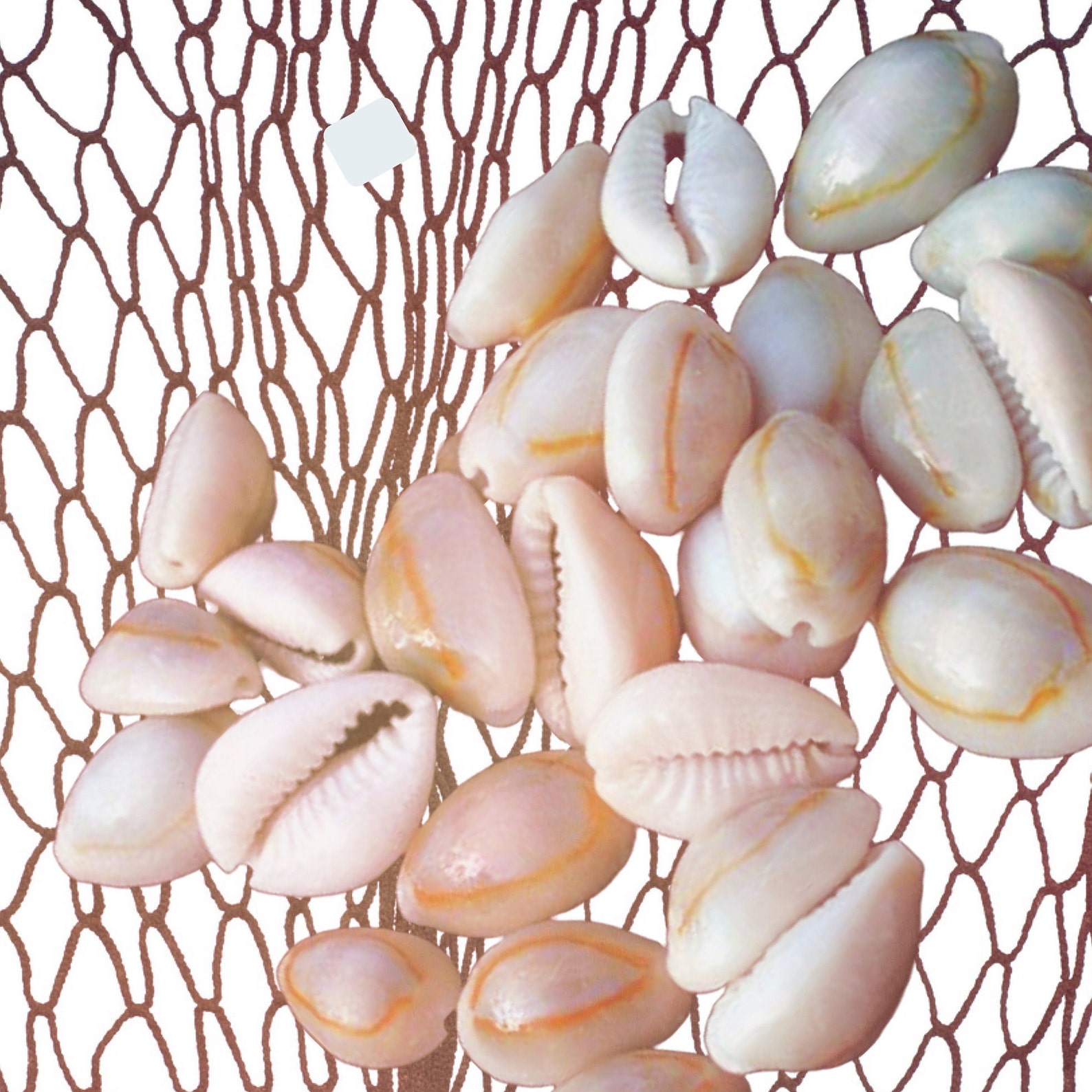 Da Hawaiian Store Genuine 1.5" Cowrie Cowry Shell Rings Rosettes ...