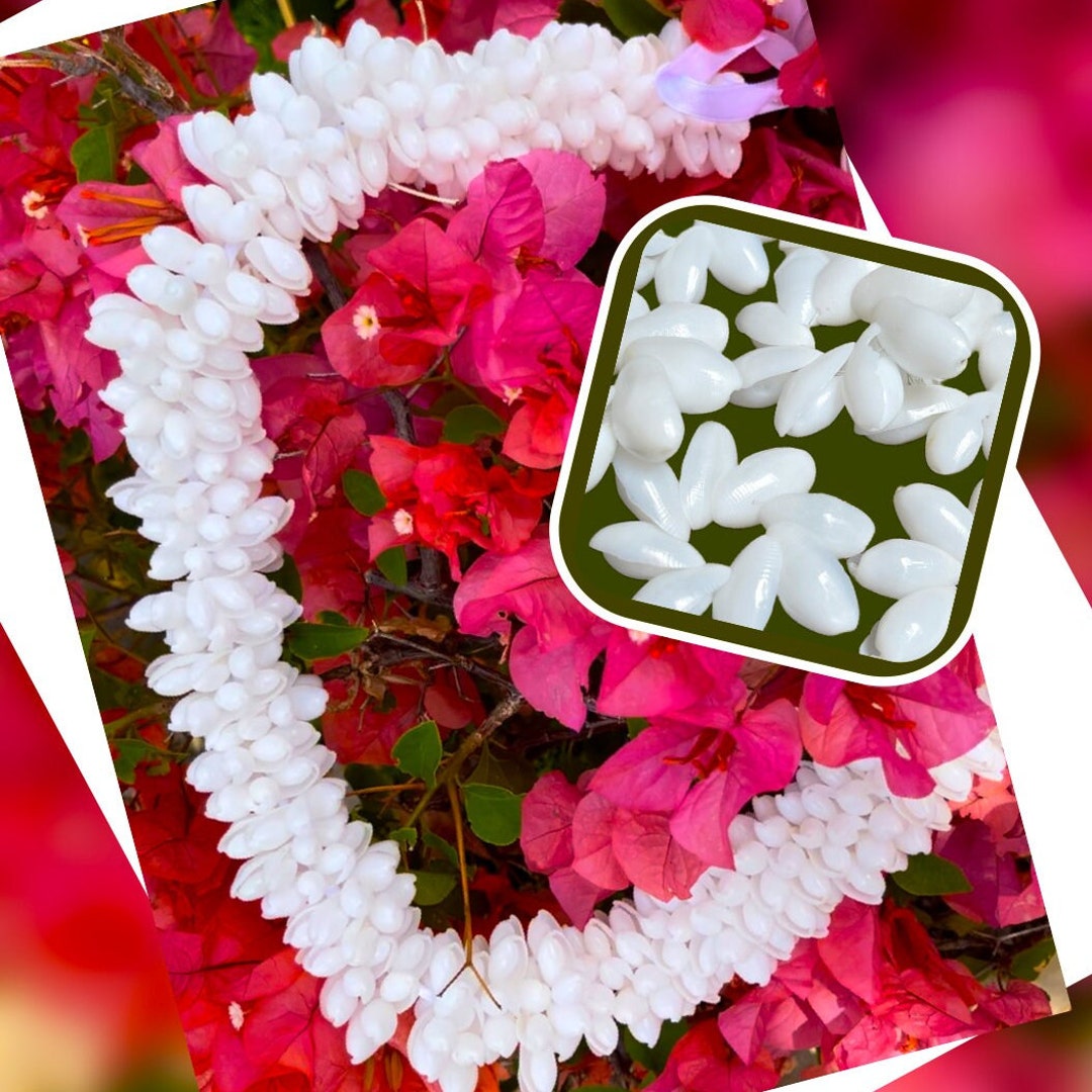 Da Hawaiian Store Genuine Bubble Shell Haku Lei, Headband or Rosettes ...