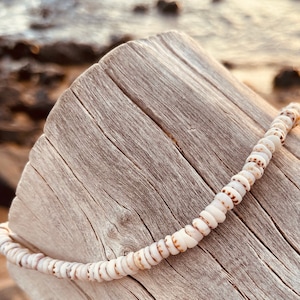 Da Hawaiian Store Small Cone Puka Shell Choker Necklace 16"-17" Length ...