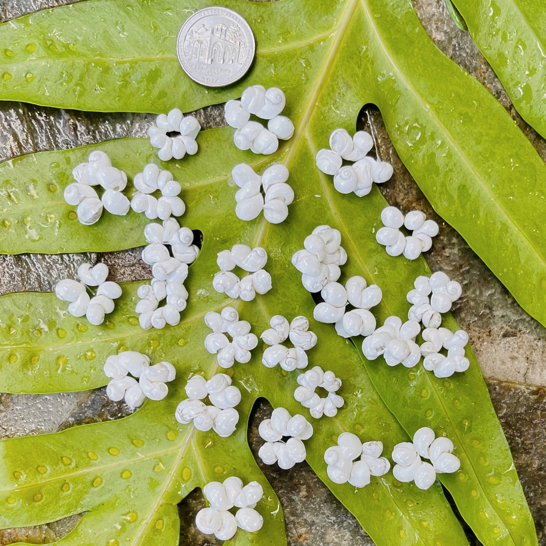 Hawaiian Store Genuine Mongo Shell Rings Rosettes (select Qty.) - Etsy