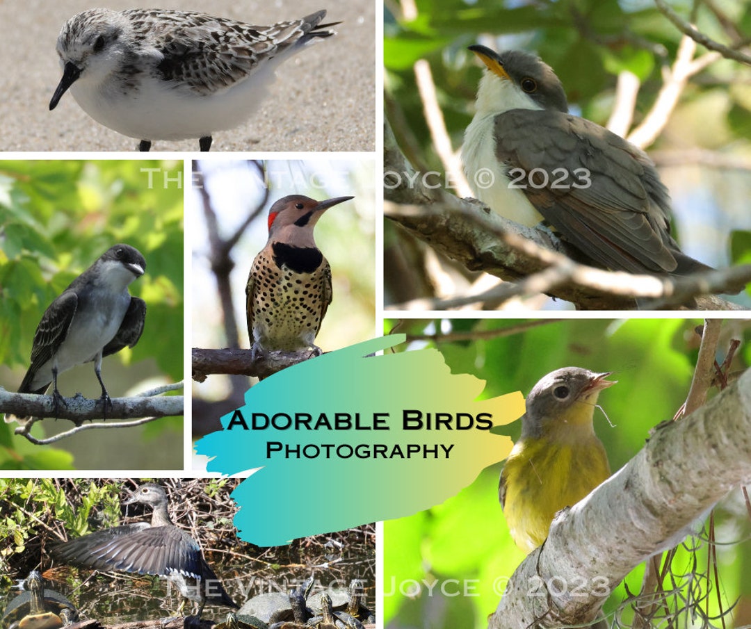 Variety of 6 Adorable Bird Photography Digital Downloads, Duck With ...