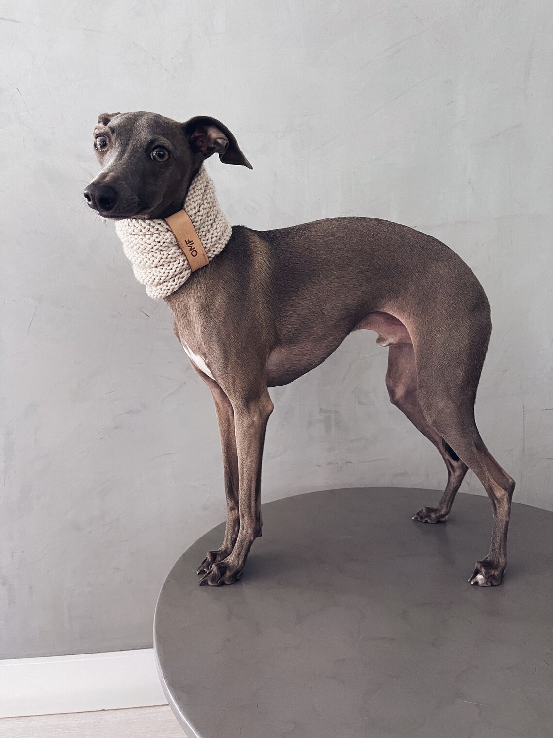 Whippet Snood / Greyhound Snood / Iggy Raincoat / Iggy Clothes - Etsy