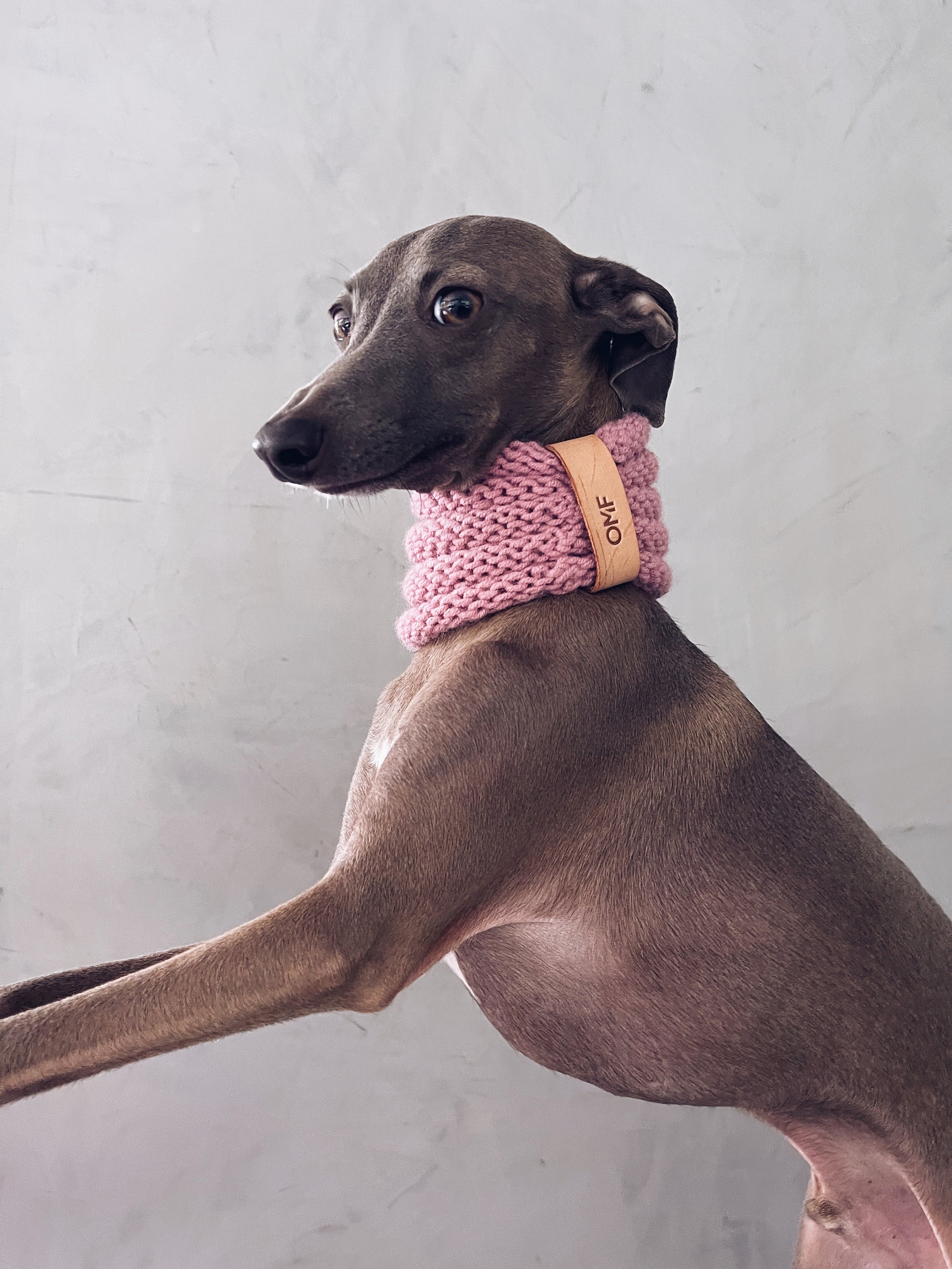 Whippet snood / Greyhound snood / imperméable iggy / vêtements | Etsy