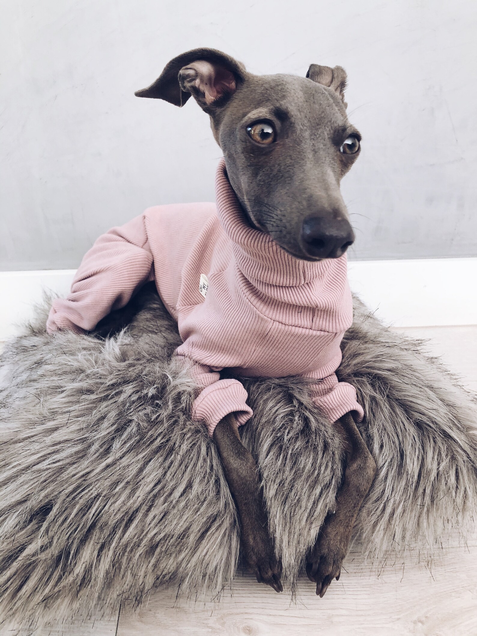 Italian greyhound and whippet clothes / iggy jumpsuit / Dog - Etsy España
