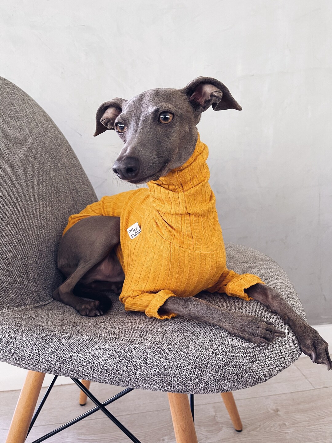 Italian Greyhound and Whippet Clothes / Iggy Clothes / Dog Sweater ...