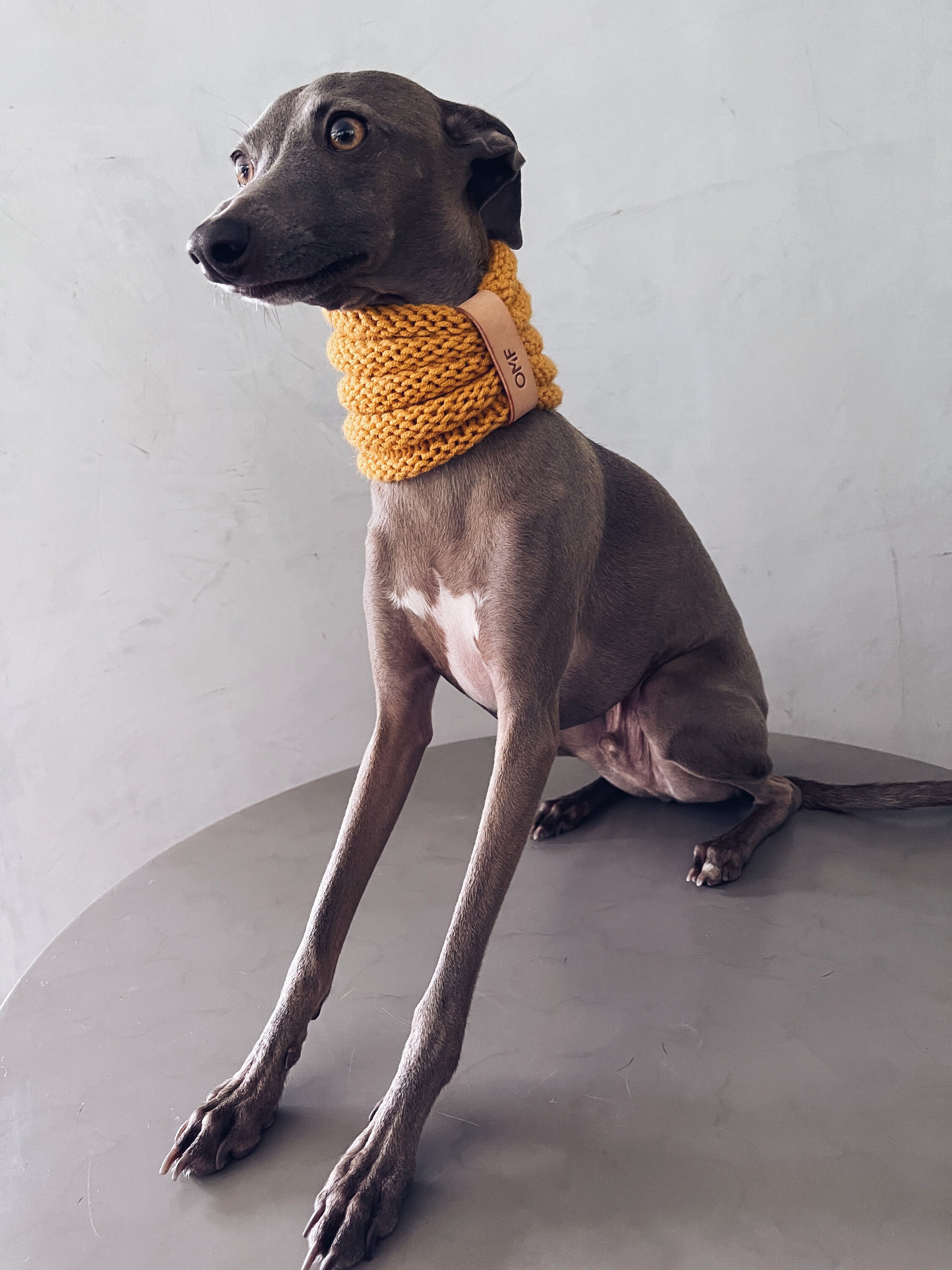 Whippet Snood / Greyhound Snood / Iggy Raincoat / Iggy Clothes - Etsy