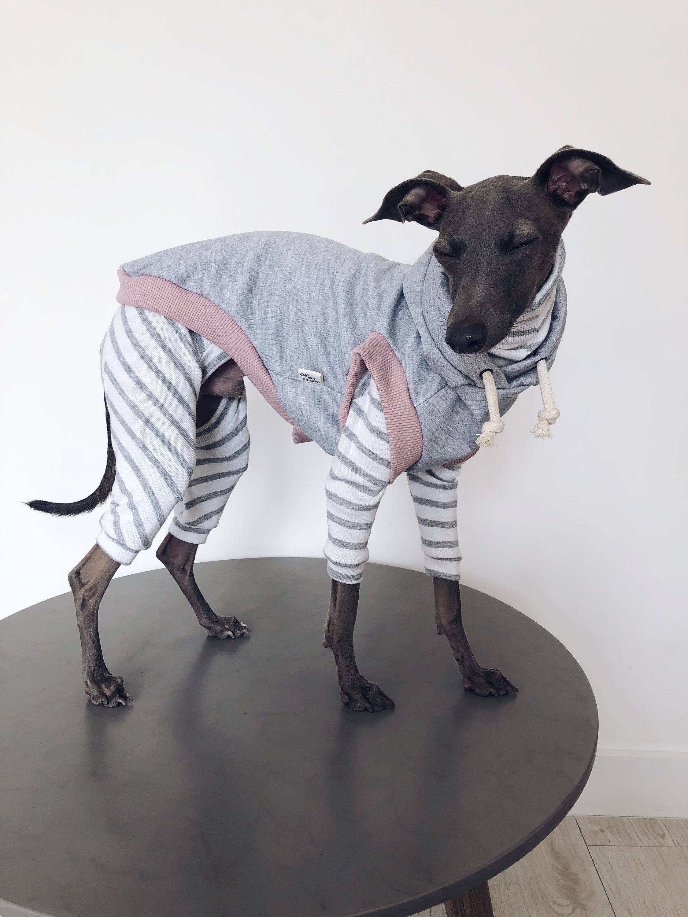 Italian greyhound and whippet clothes / iggy clothes / Dog | Etsy España