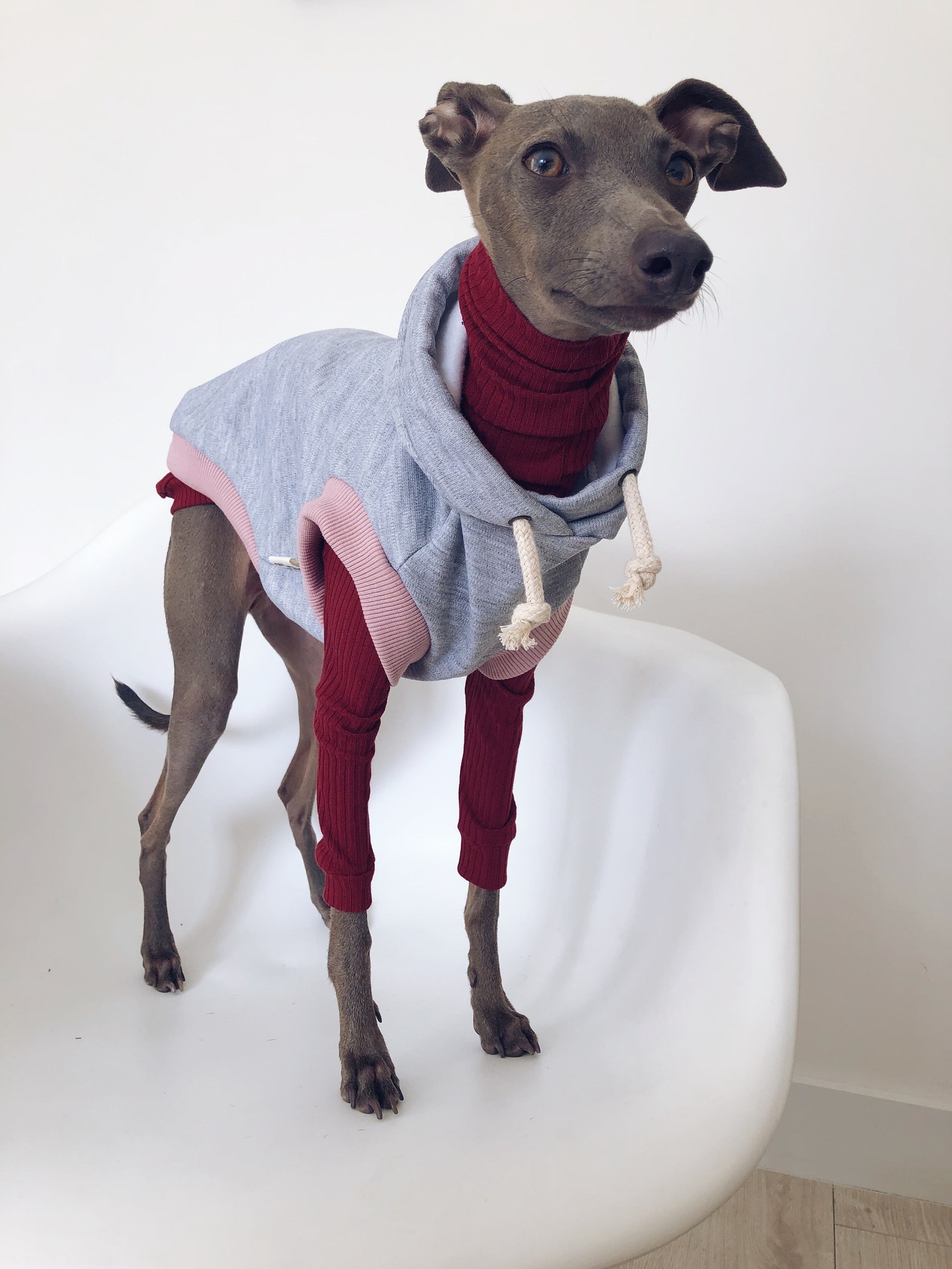 Italian greyhound and whippet clothes / iggy clothes / Dog | Etsy España