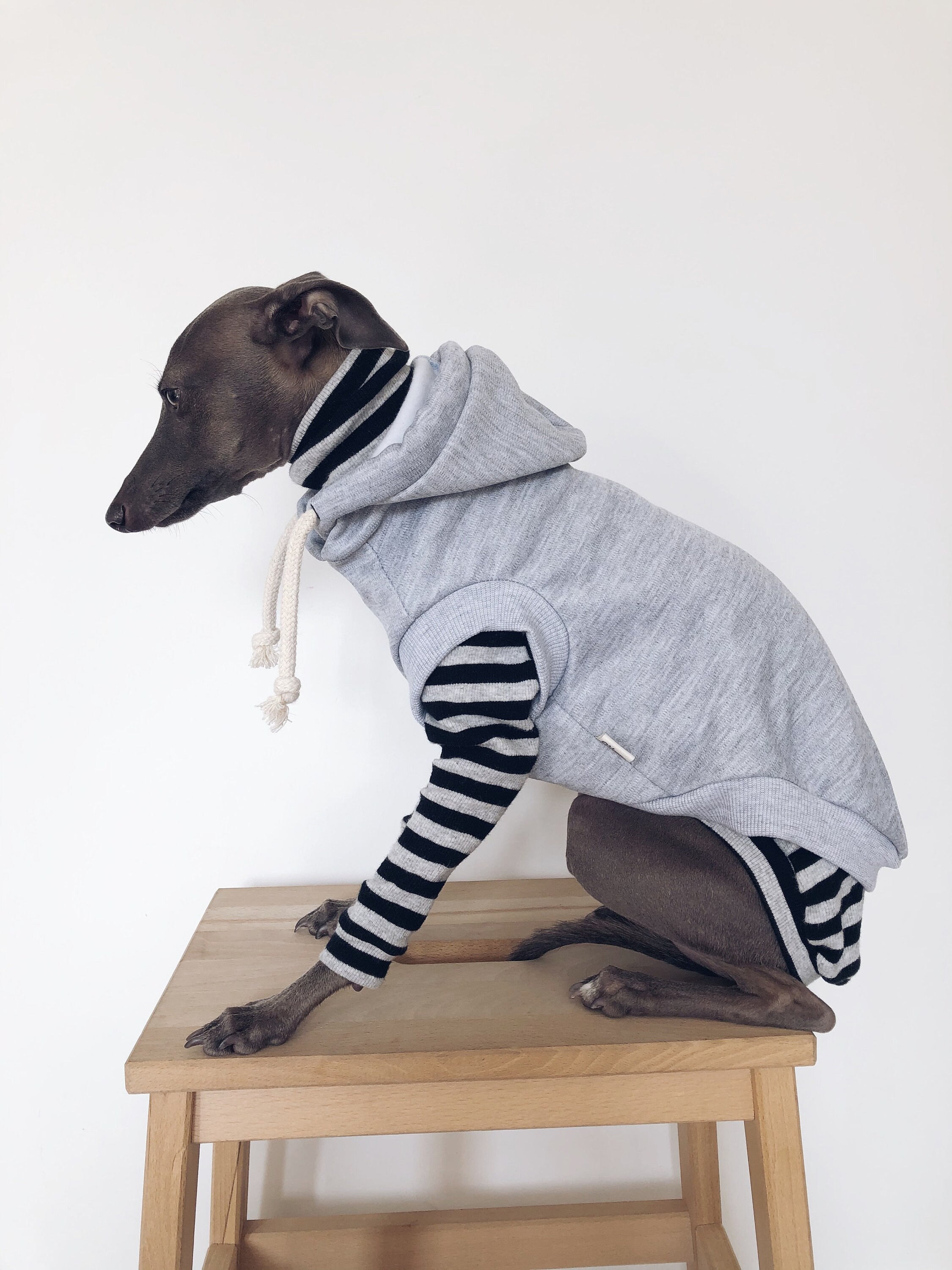 Italian Greyhound & Whippet Clothes / Iggy Clothes / Dog | Etsy