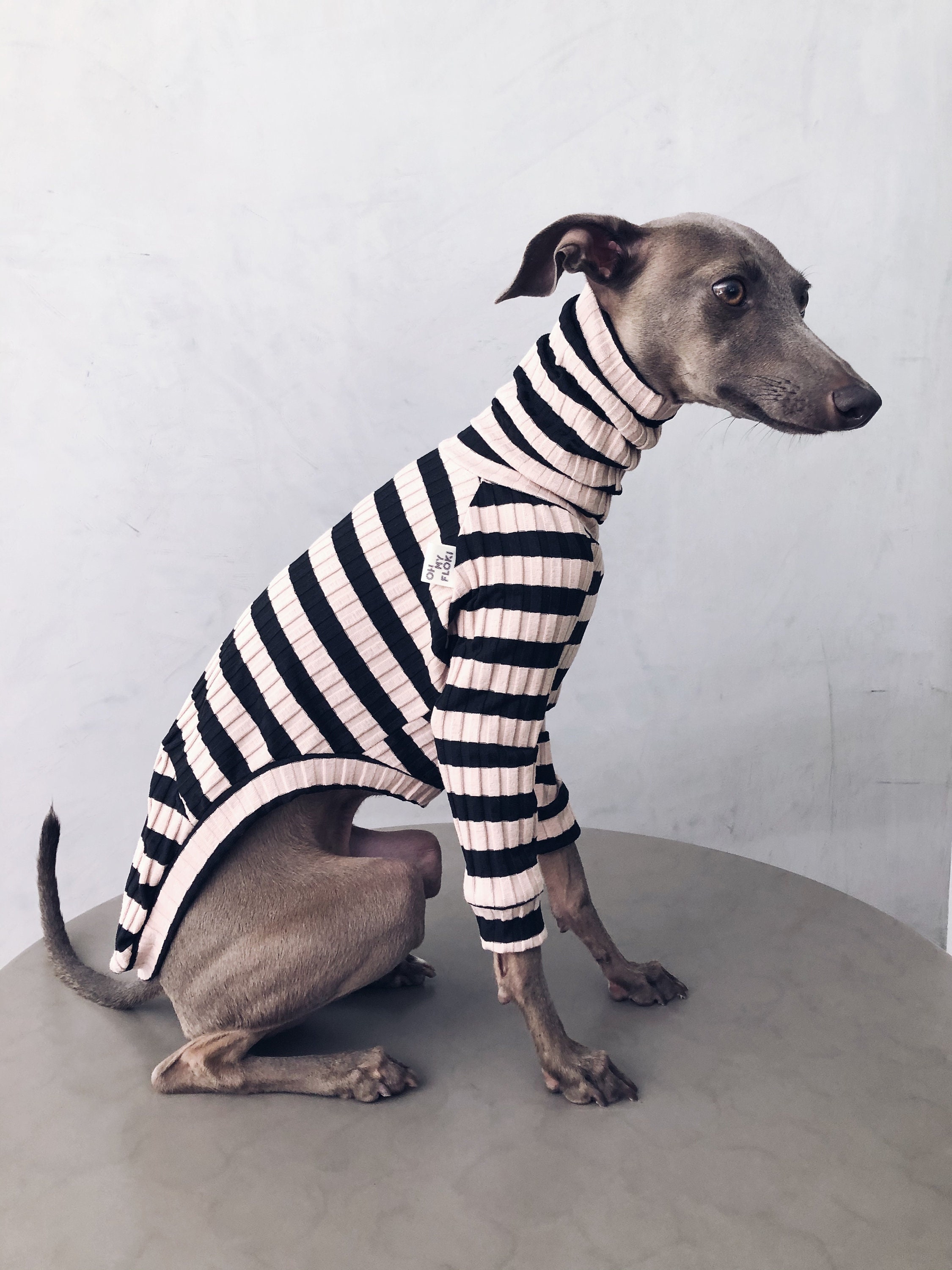 Italian Greyhound and Whippet Clothes / Iggy Clothes / Dog | Etsy