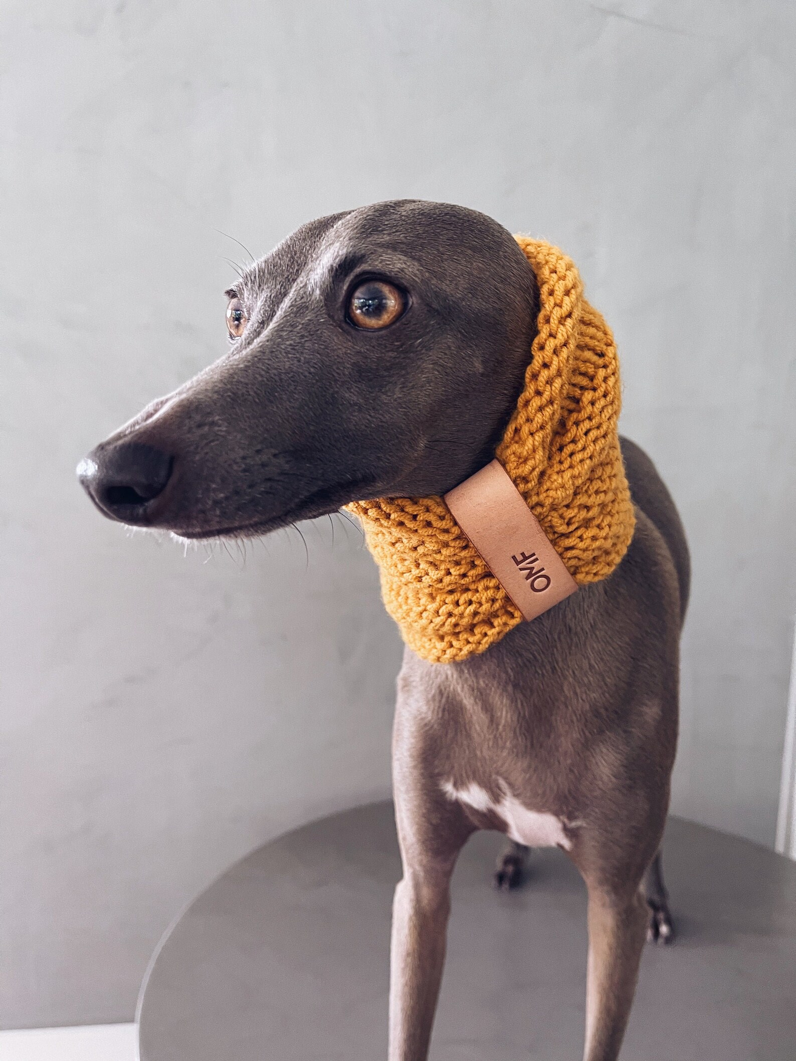 Whippet Snood / Greyhound Snood / Iggy Raincoat / Iggy Clothes - Etsy