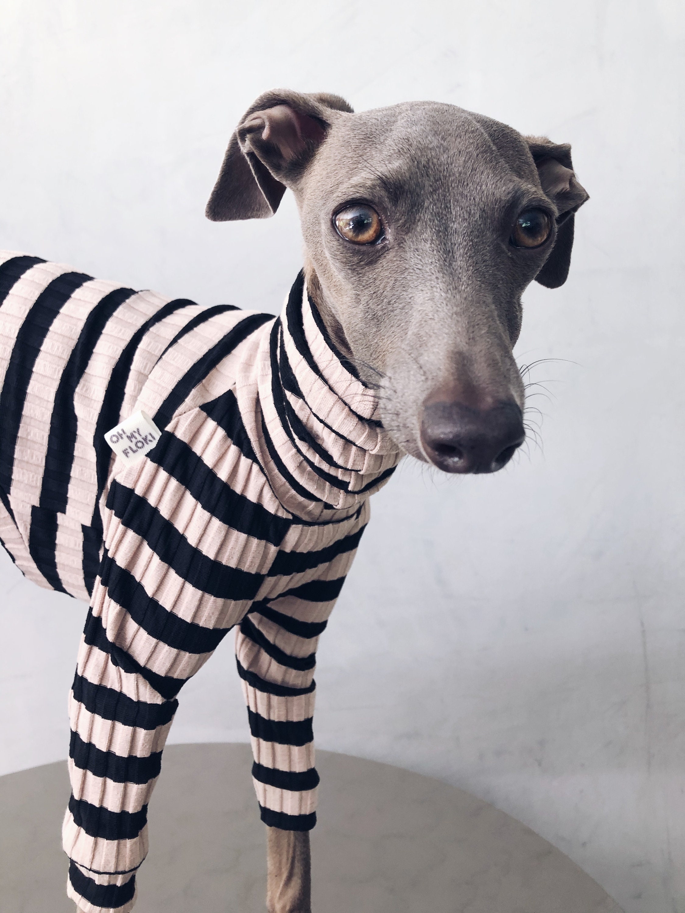 Italian Greyhound and Whippet Clothes / Iggy Clothes / Dog - Etsy