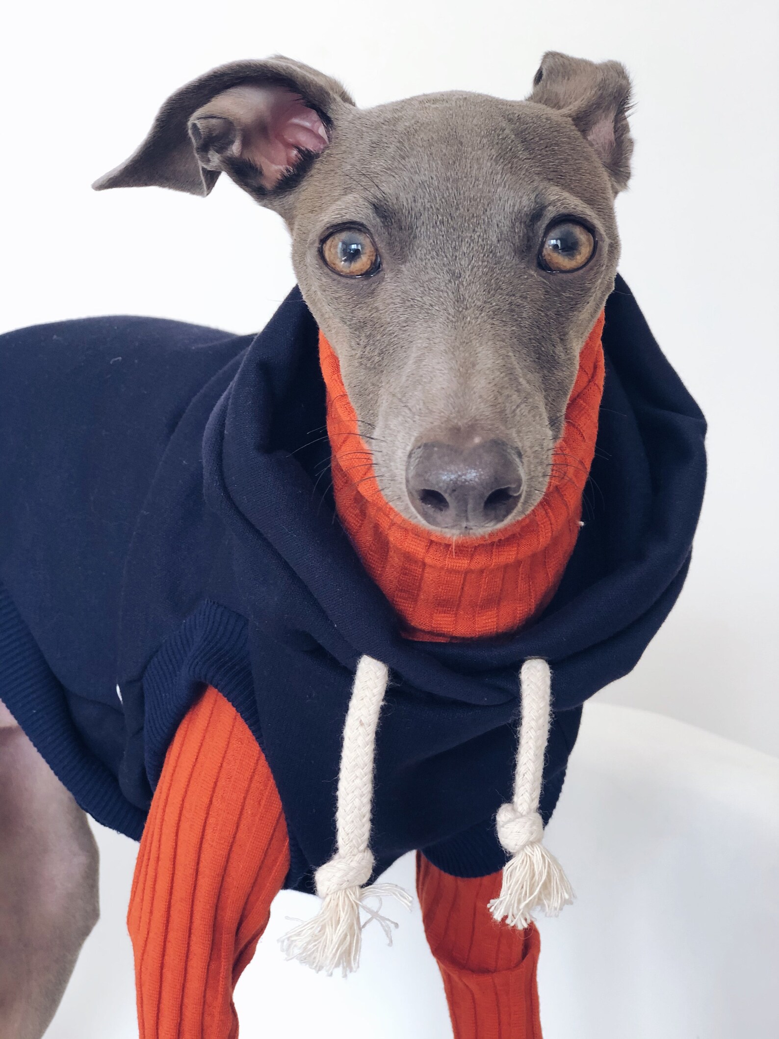 Italian Greyhound & Whippet Clothes / Iggy Clothes / Dog - Etsy
