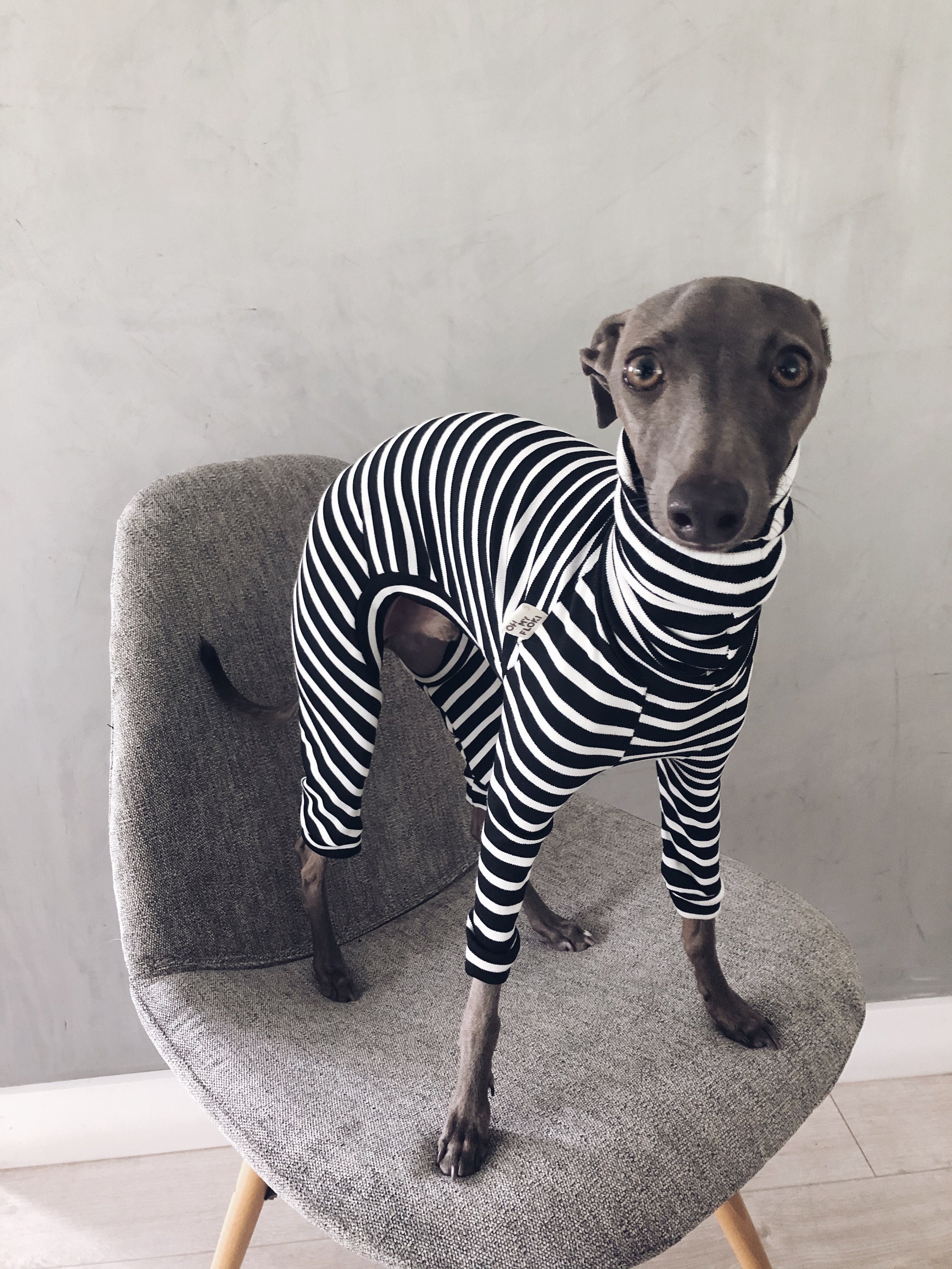 Italian Greyhound and Whippet Clothes / Iggy Jumpsuit / Dog | Etsy