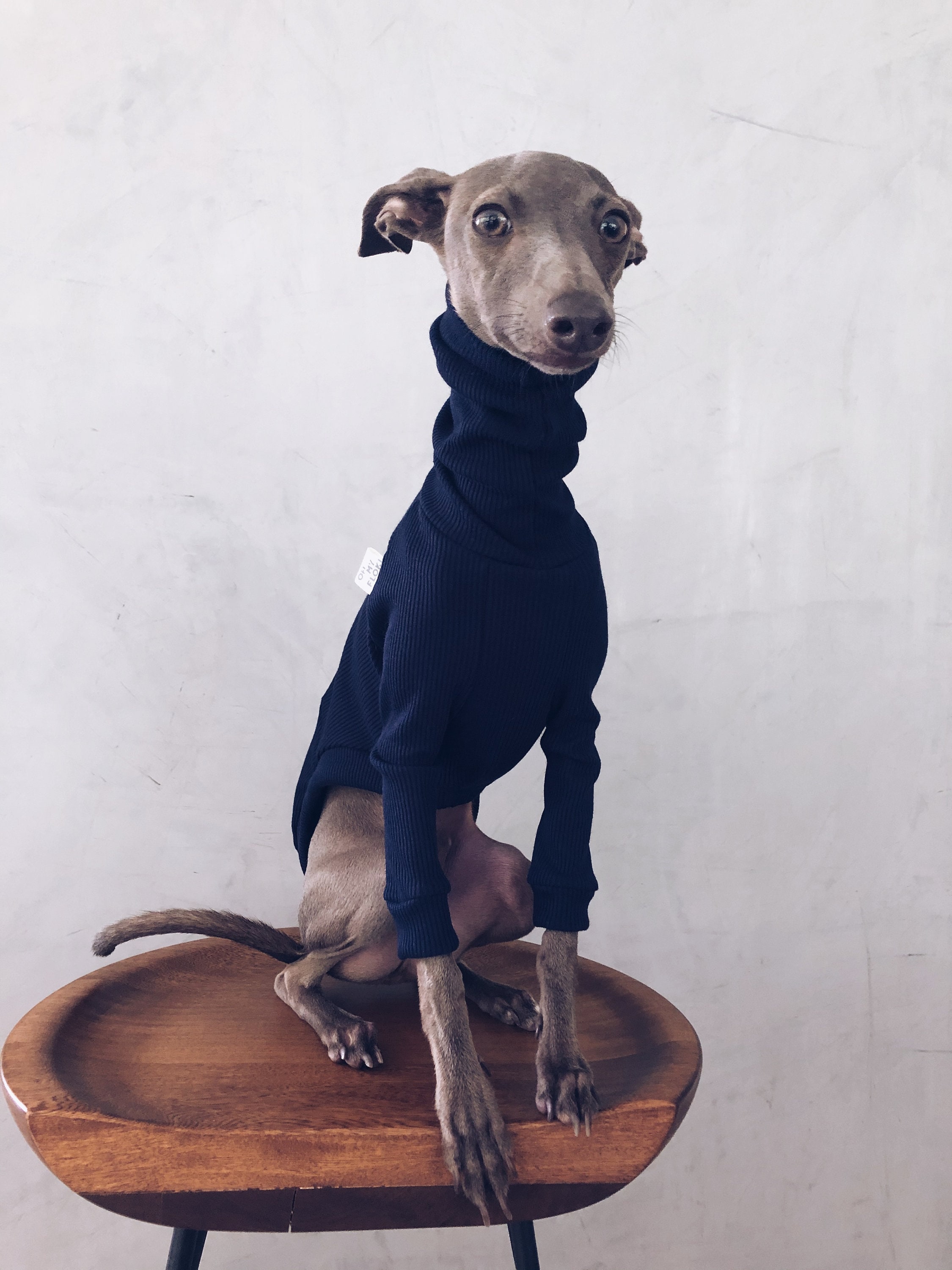 Italian Greyhound and Whippet Clothes / Iggy Clothes / Dog - Etsy