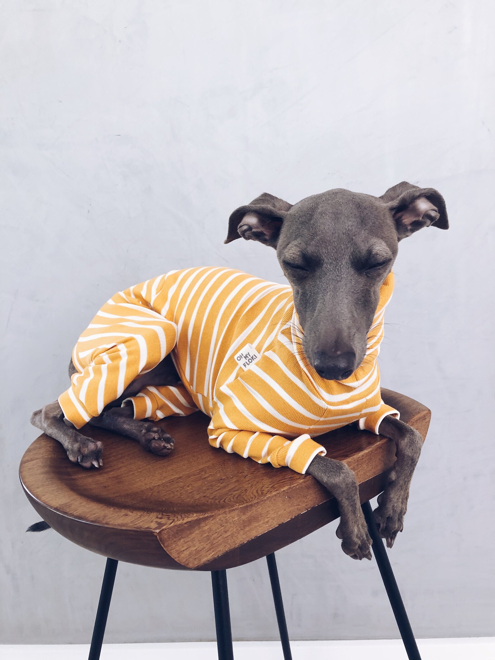 Italian Greyhound and Whippet Clothes / Iggy Jumpsuit / Dog - Etsy