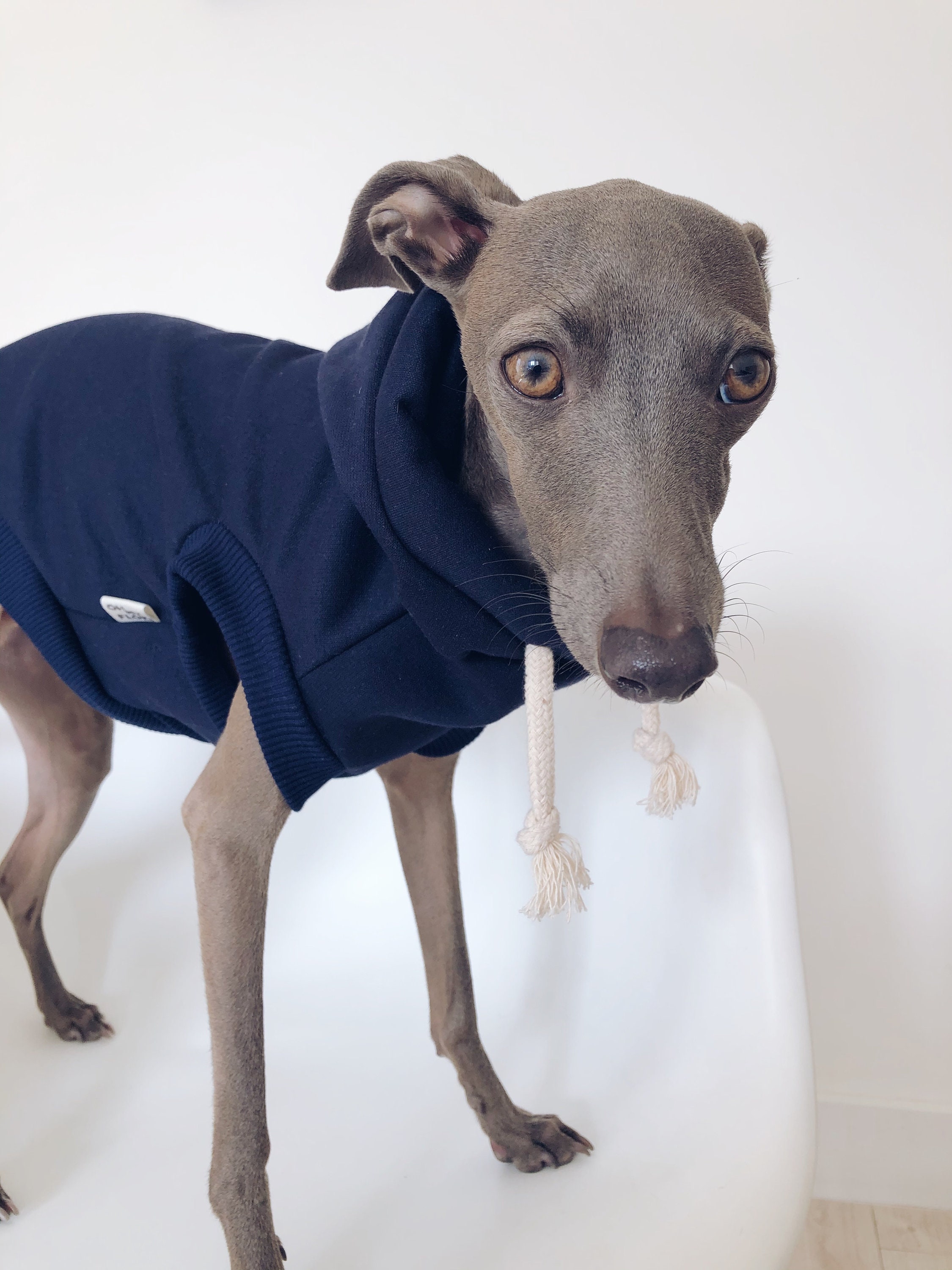 Italian Greyhound & Whippet Clothes / Iggy Clothes / Dog - Etsy