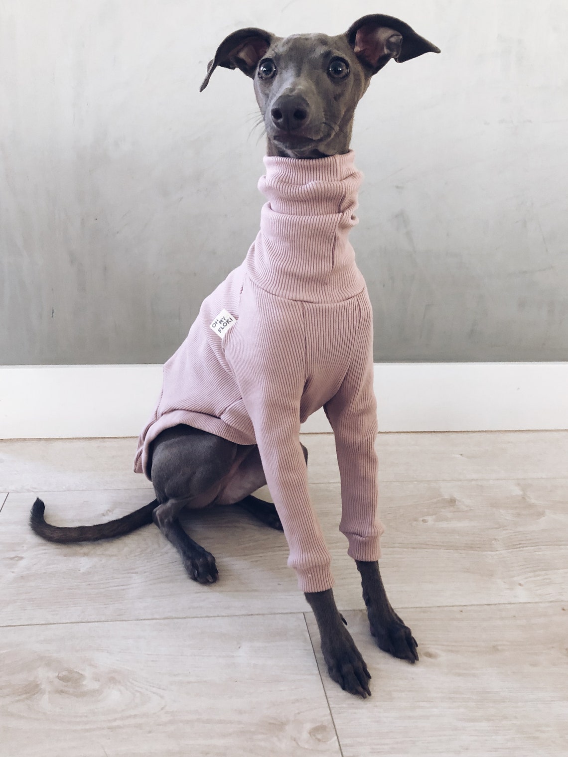 Italian Greyhound and Whippet Clothes / Iggy Clothes / Dog - Etsy