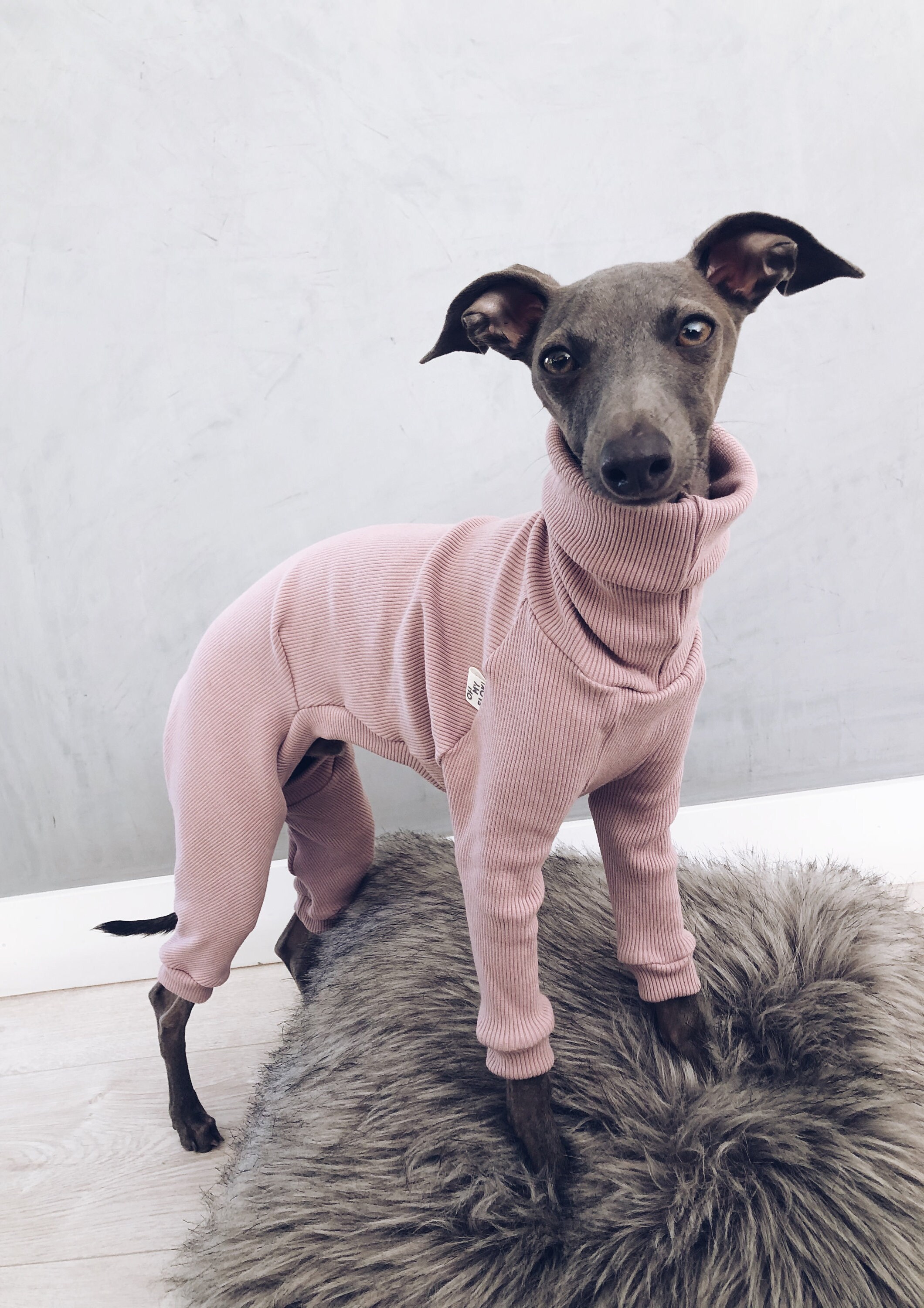 Italian greyhound and whippet clothes / iggy jumpsuit / Dog - Etsy España