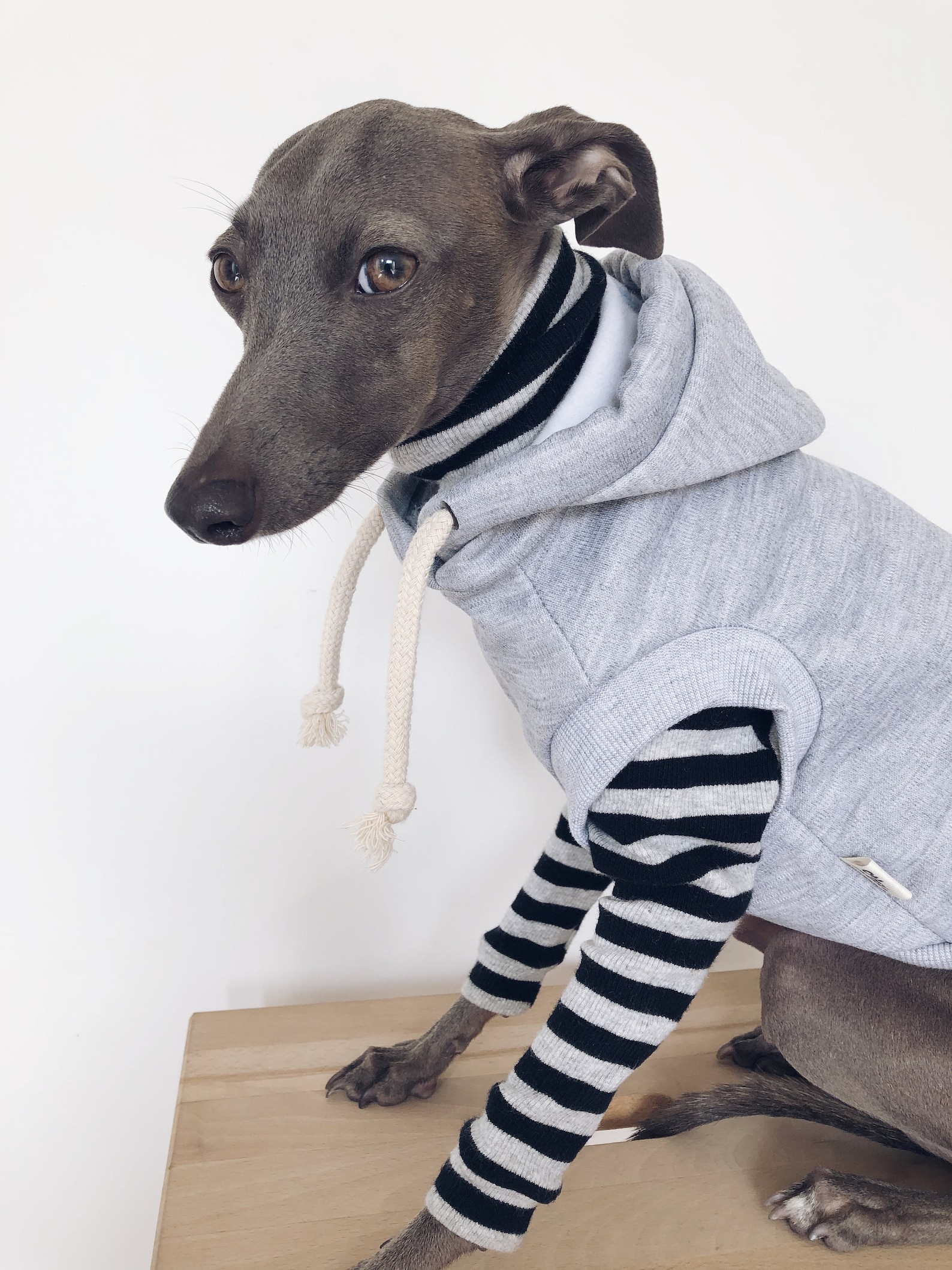 Italian Greyhound & Whippet Clothes / Iggy Clothes / Dog | Etsy