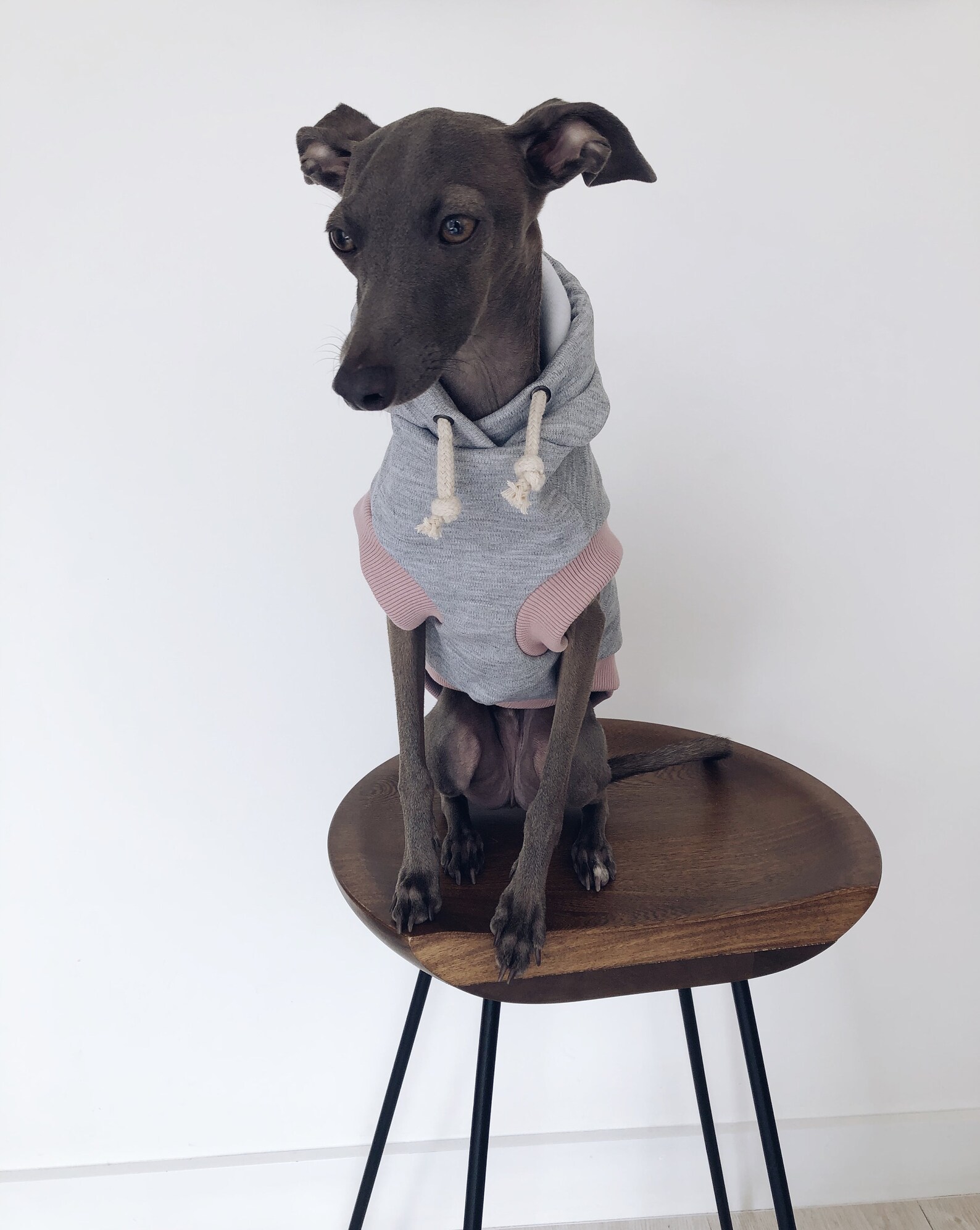 Italian greyhound and whippet clothes / iggy clothes / Dog | Etsy España