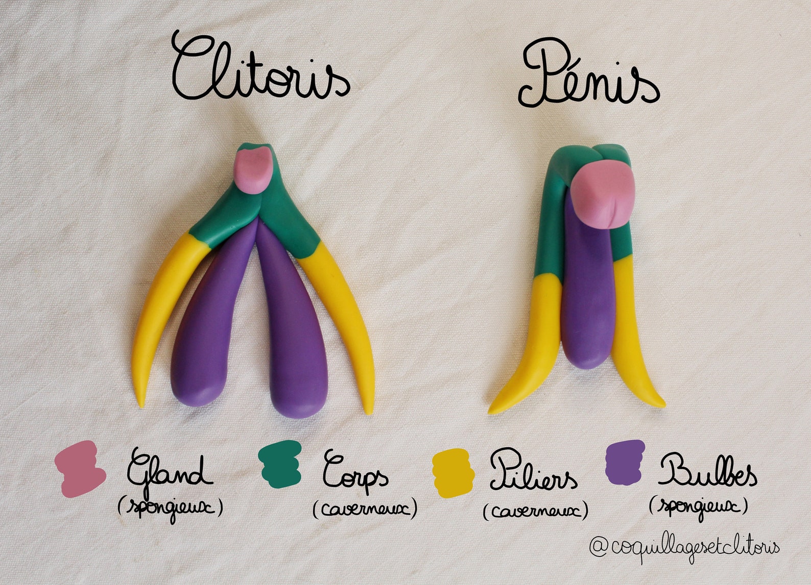 Anatomie Éducation sexuelle Modèle 3D Schéma pédagogique - Etsy France