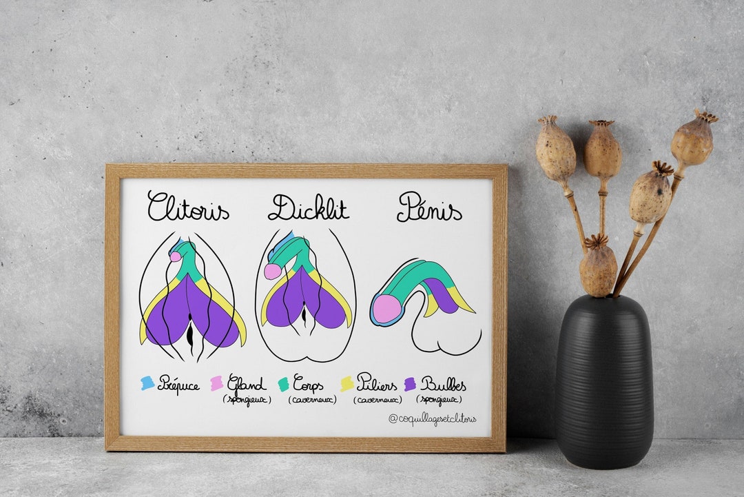 EN DE FR Educational Diagram - Anatomy Education Health Genitals Illustration Postcard ...