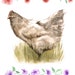 Chicken Greetings Card Design (1) - Etsy