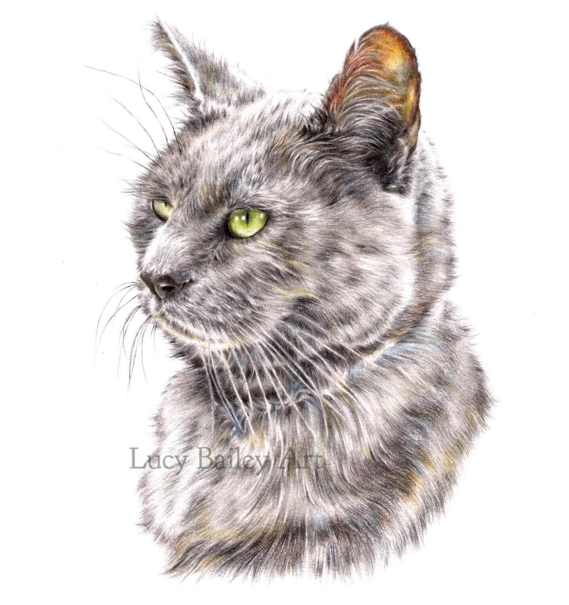 Custom Coloured Pencil Pet Portrait - Etsy