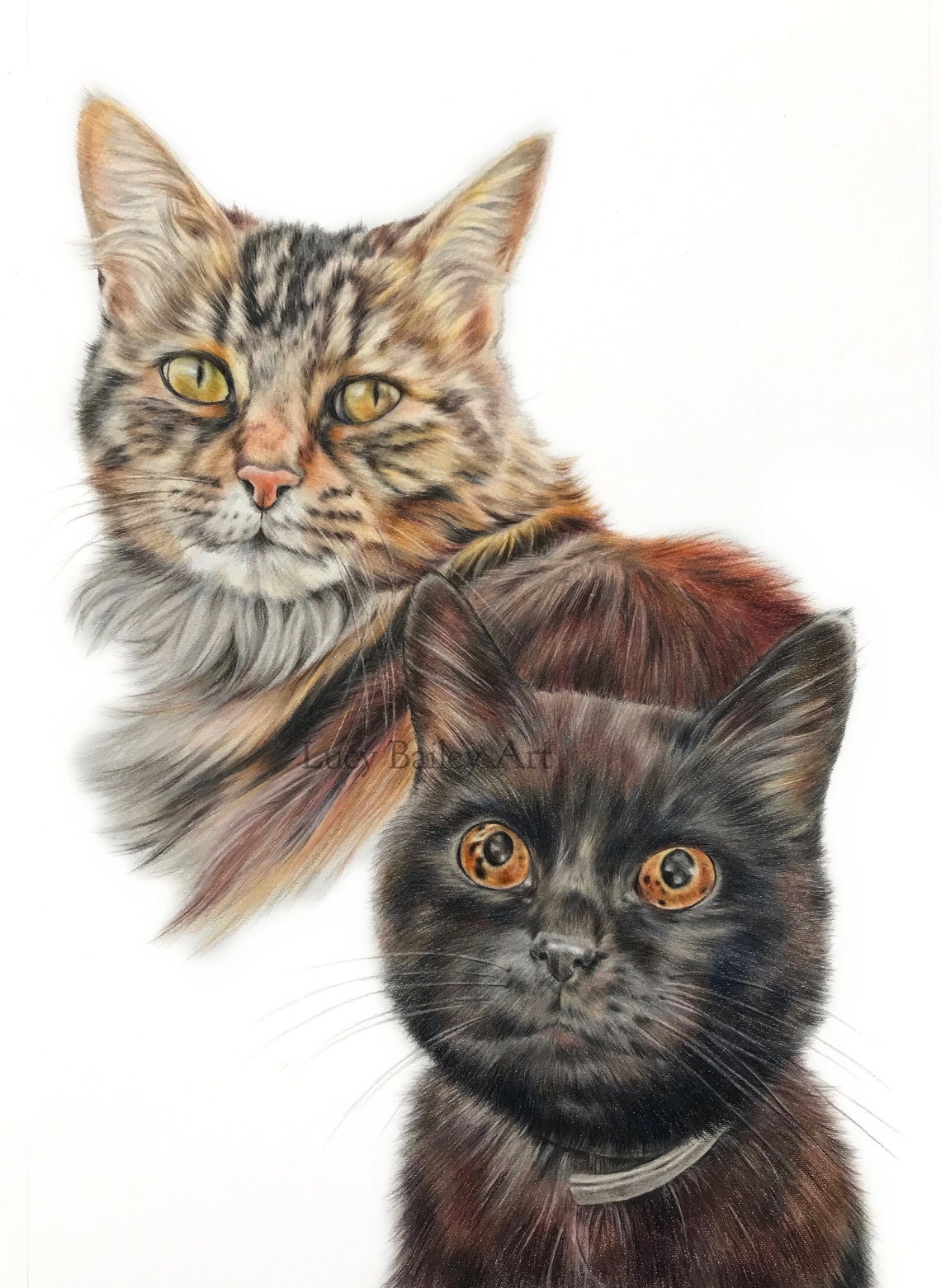 Custom Coloured Pencil Pet Portrait - Etsy