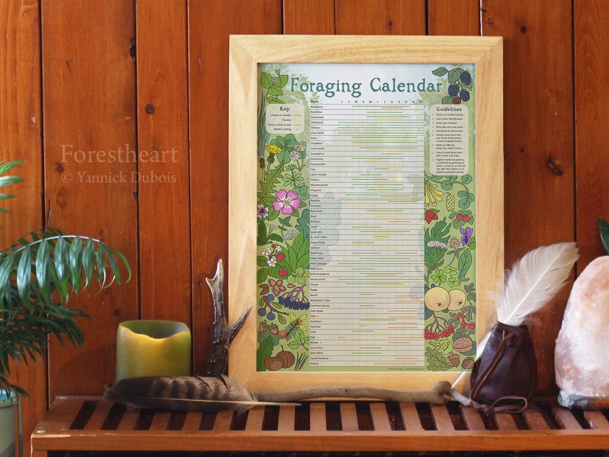 Foraging Calendar, Ecofriendly A3 Print, Wall Art Poster, Infographic ...