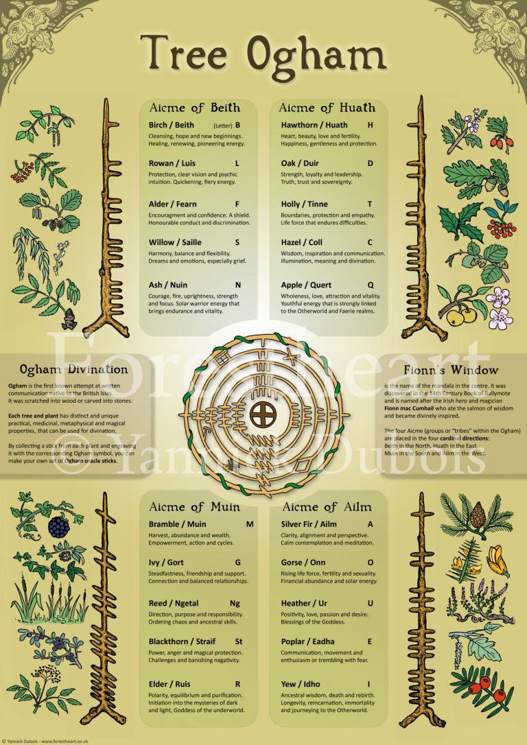 Tree Ogham, Infographic, Correspondence Chart, Celtic, Pagan, Druid ...