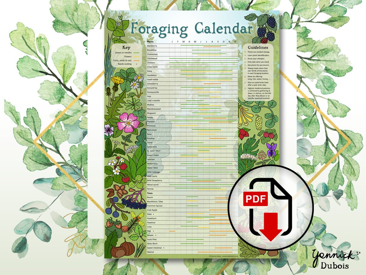 Digital Foraging Calendar Infographic Poster Herbalism Wild - Etsy