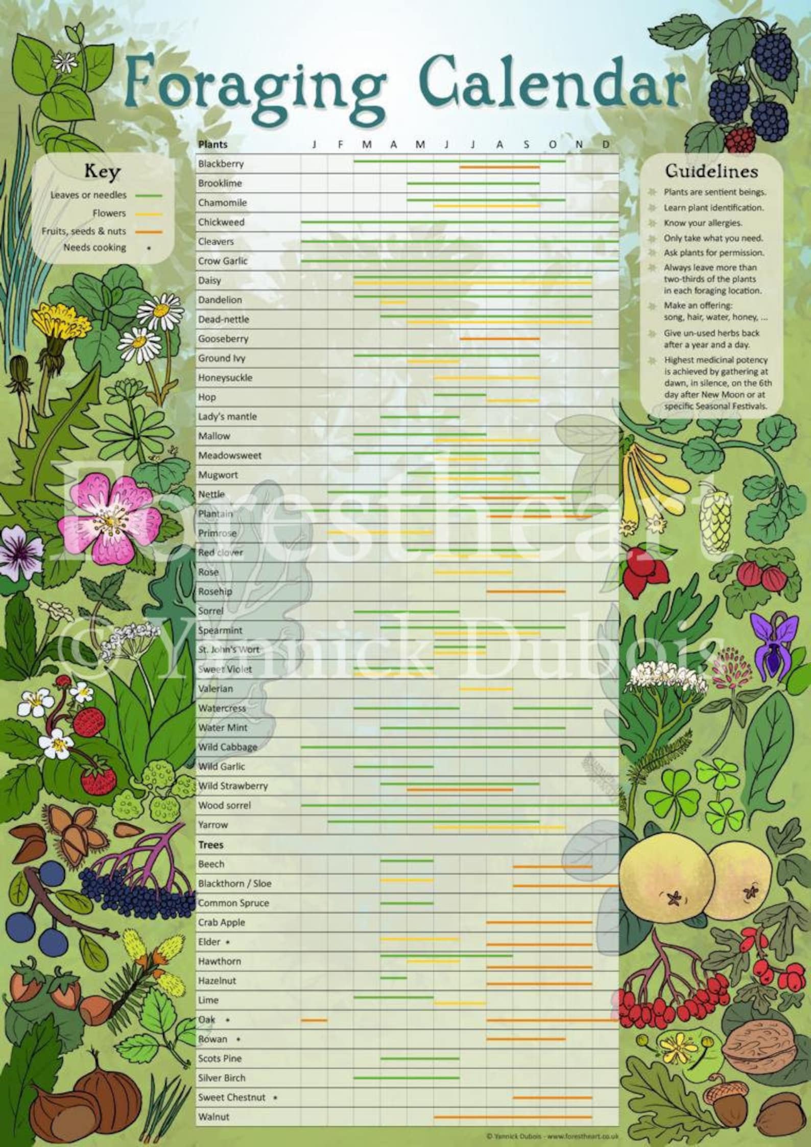 Foraging Calendar, Ecofriendly A3 Print, Wall Art Poster, Infographic ...