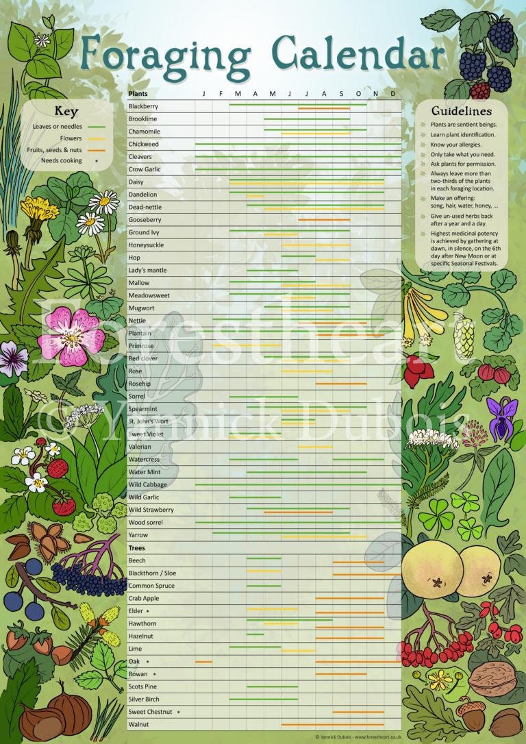 Foraging Calendar, Ecofriendly A3 Print, Wall Art Poster, Infographic ...