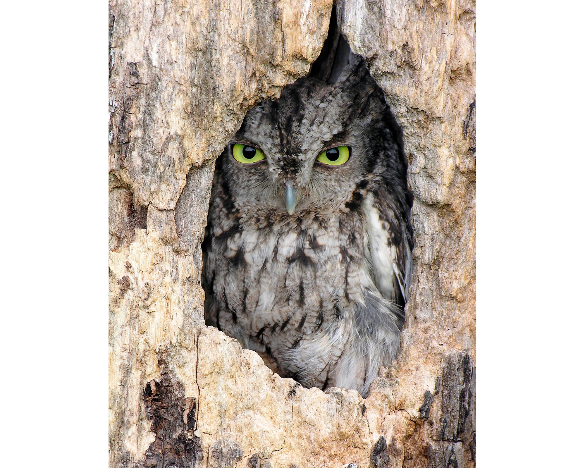 Gray Morph Eastern Screech Owl in Tree Cavity Surrounded With a Natural ...