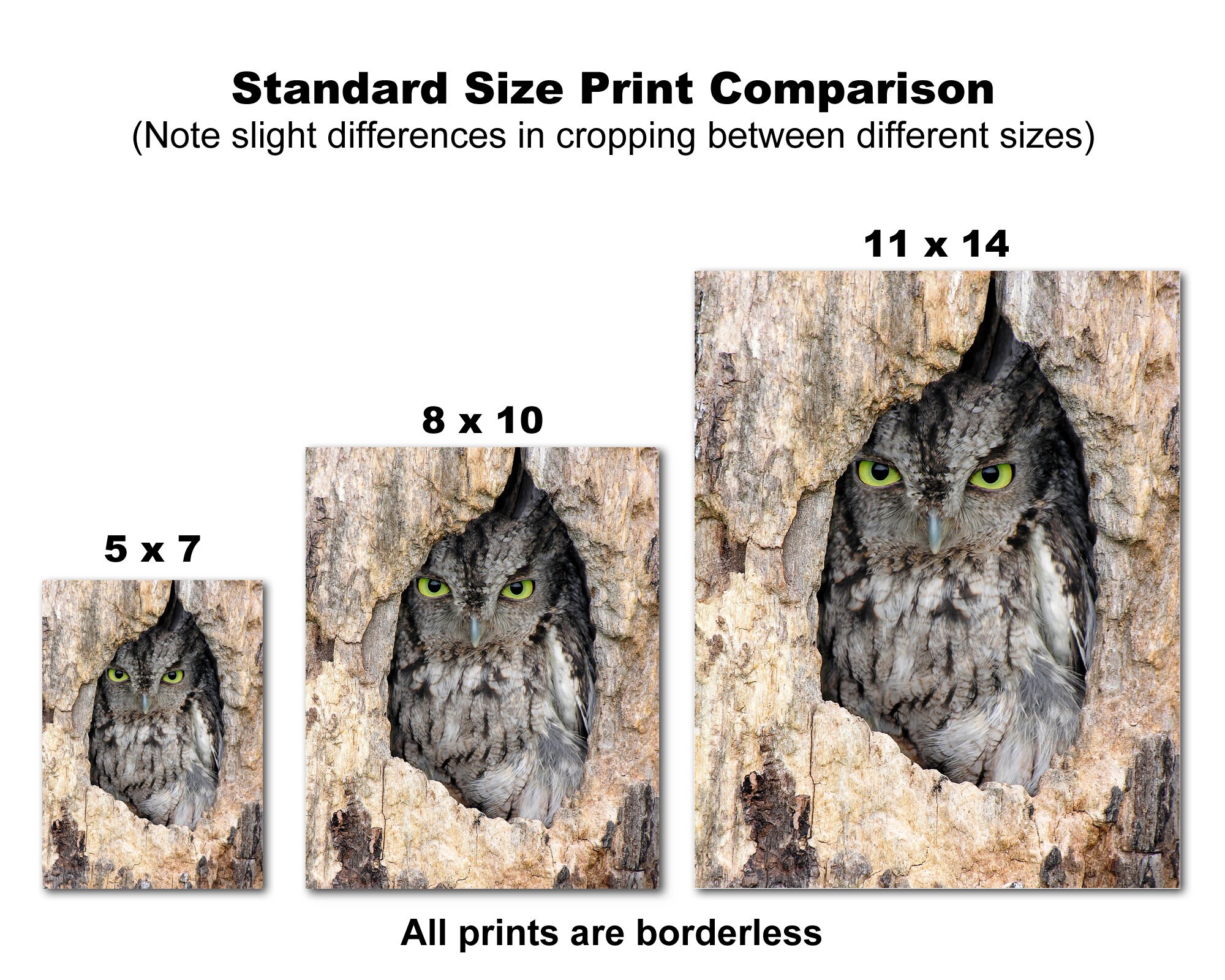 Gray Morph Eastern Screech Owl in Tree Cavity Surrounded With a Natural ...