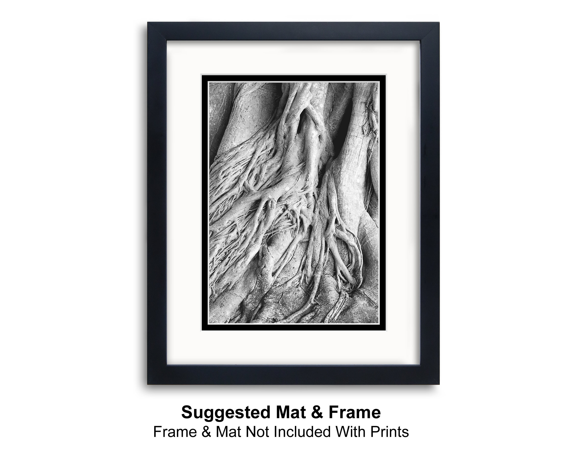 Strangler Fig Tree Drawing