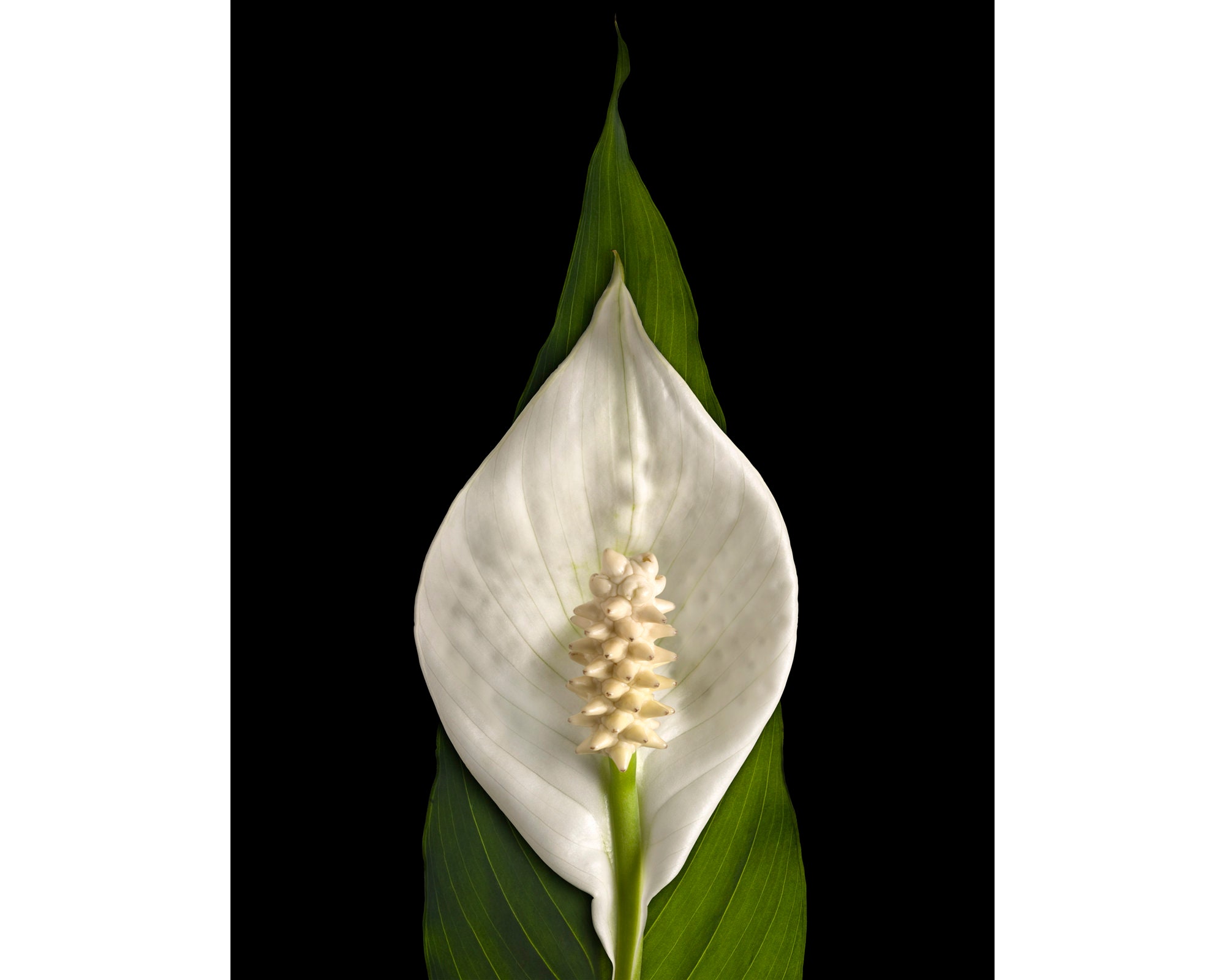 Peace Lily. A Dramatic Studio Shot of a Single Peace Lily - Etsy