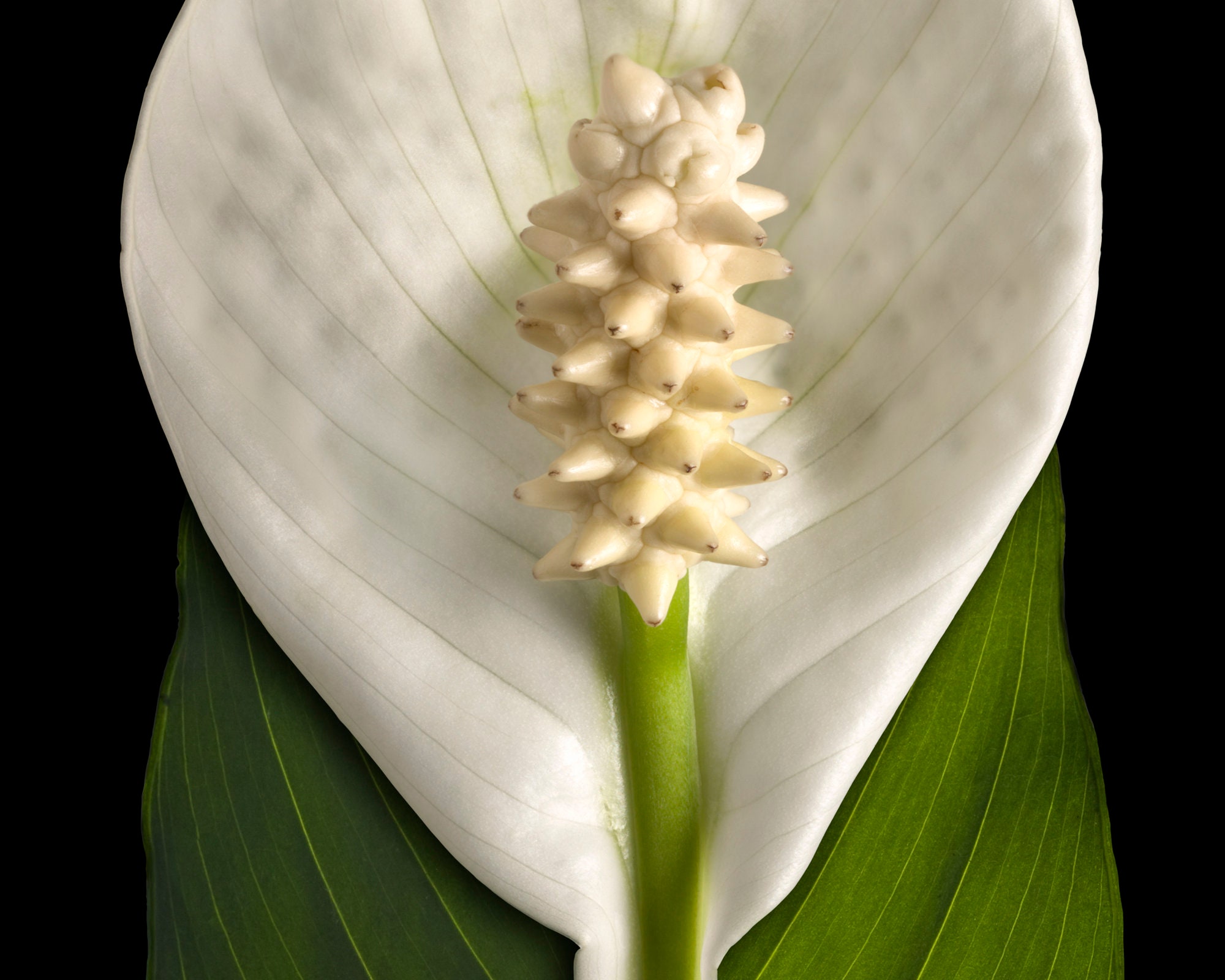 Peace Lily. A Dramatic Studio Shot of a Single Peace Lily Blossom ...