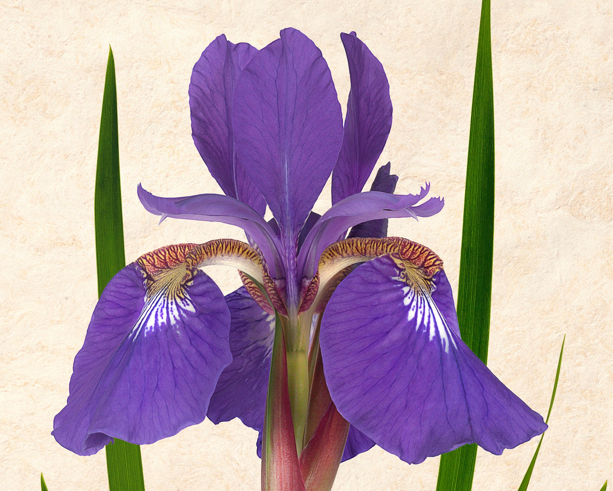 Purple Iris Wall Art. A Digital “photo Botanical” Image of a Purple ...