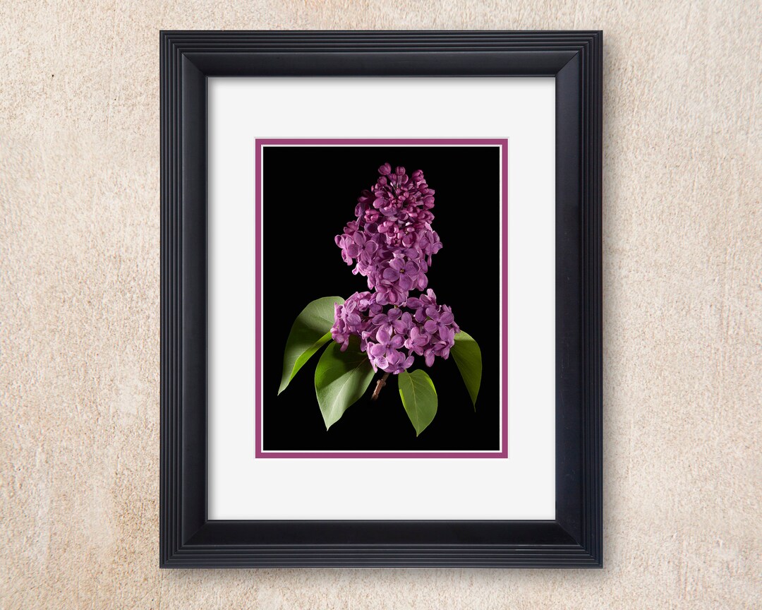 Lilac Flower Print, Dramatic Studio Lighting, Floral Wall Art - Etsy