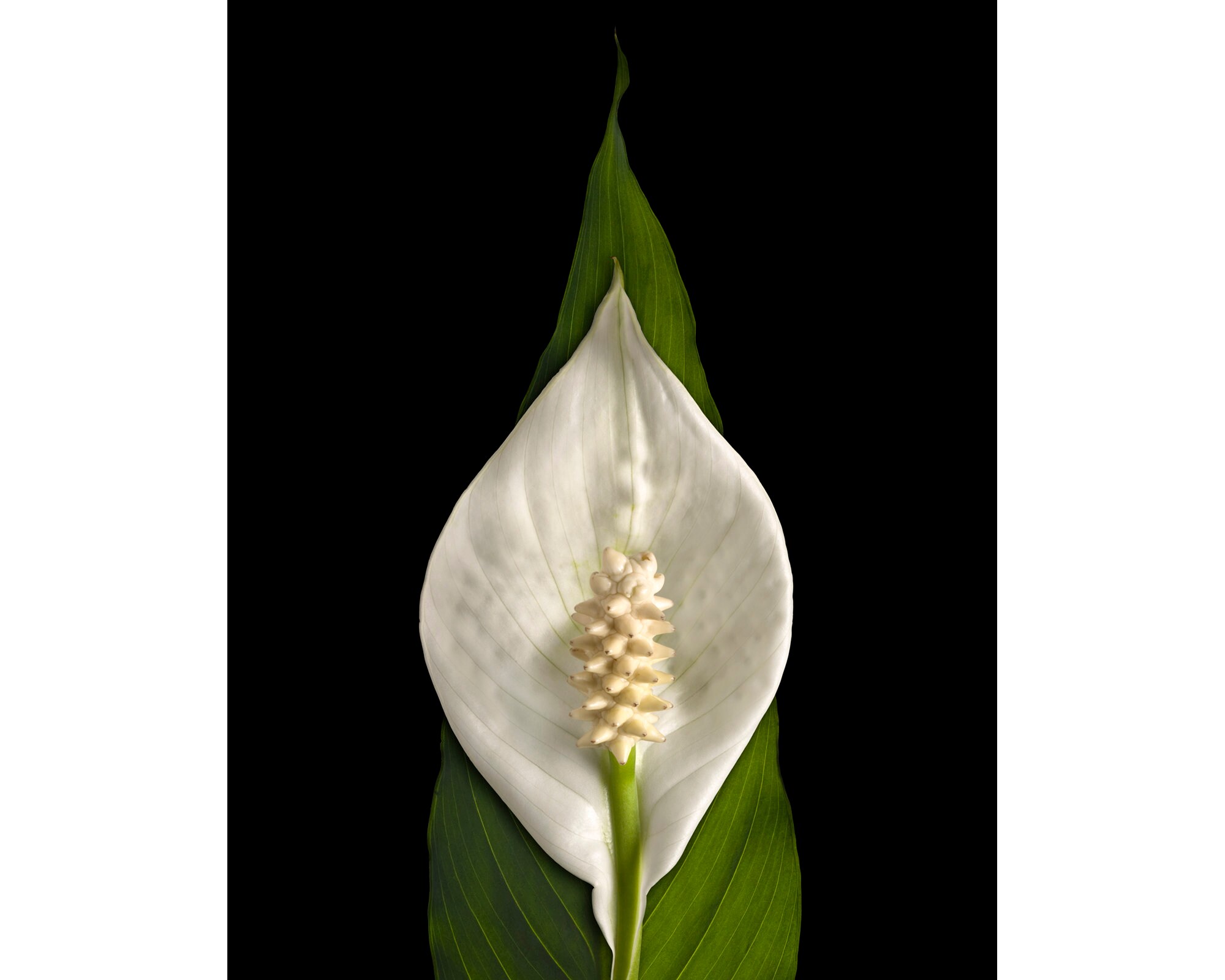Peace Lily. A Dramatic Studio Shot of a Single Peace Lily Blossom ...