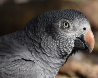 African Grey Parrot Wall Art - Etsy