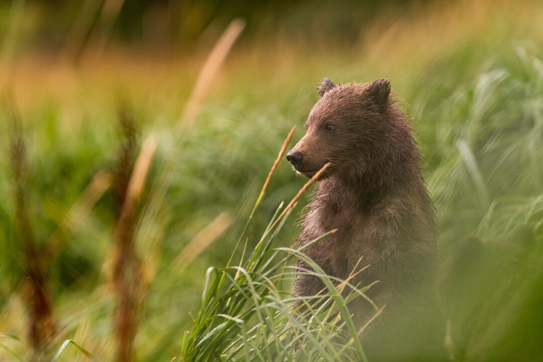 Through the Reeds: Adorable Grizzly Bear Cub Fine Art / Metal Print - Etsy