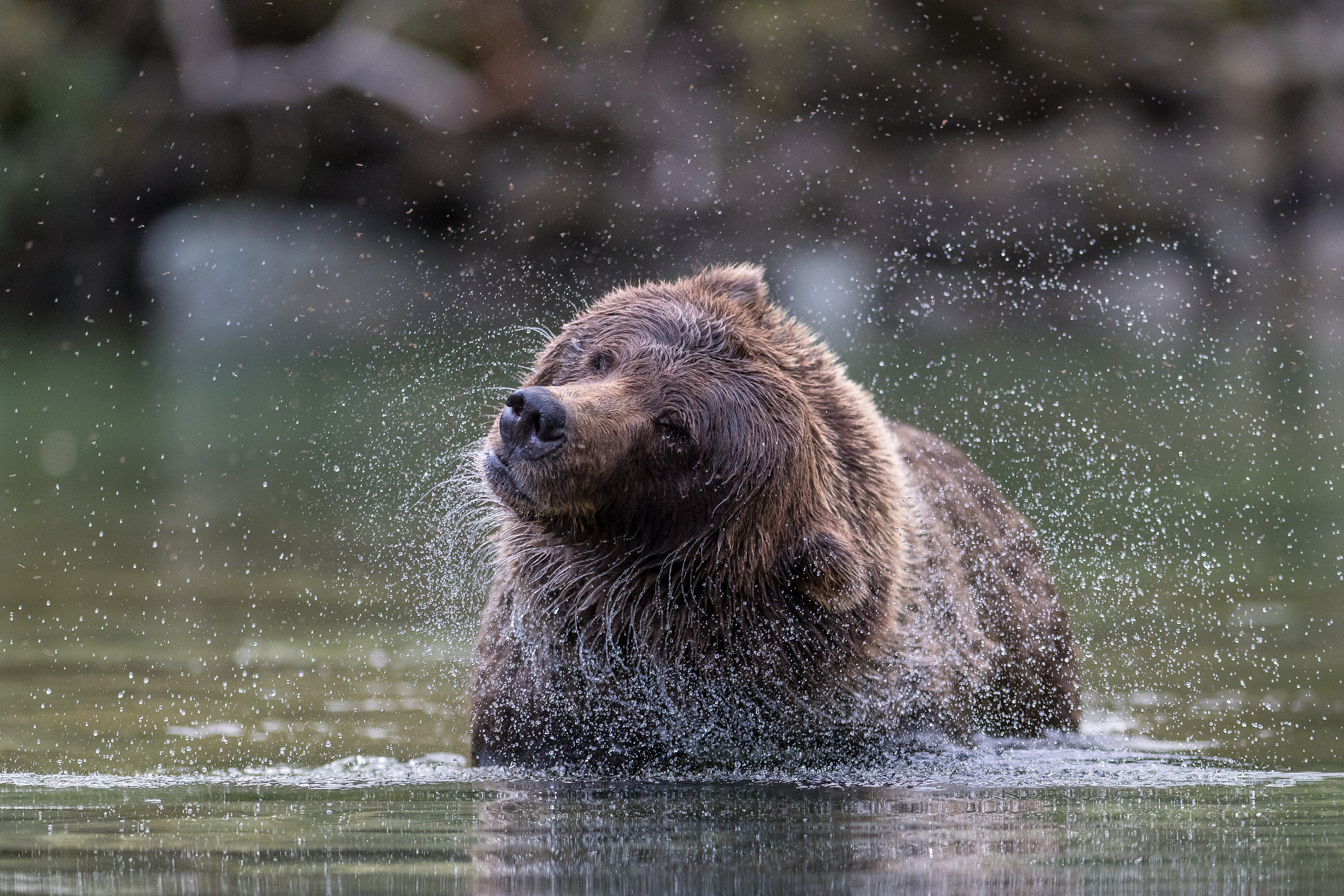 A Good Shake: Grizzly Bear Shaking Fine Art / Metal Print - Etsy