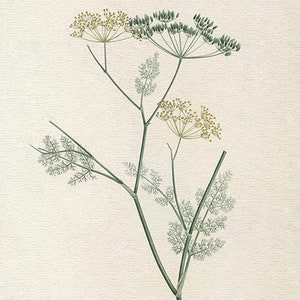 Kitchen Wall Art / Dill Kitchen Drawing Decor / Herb Art Print ...