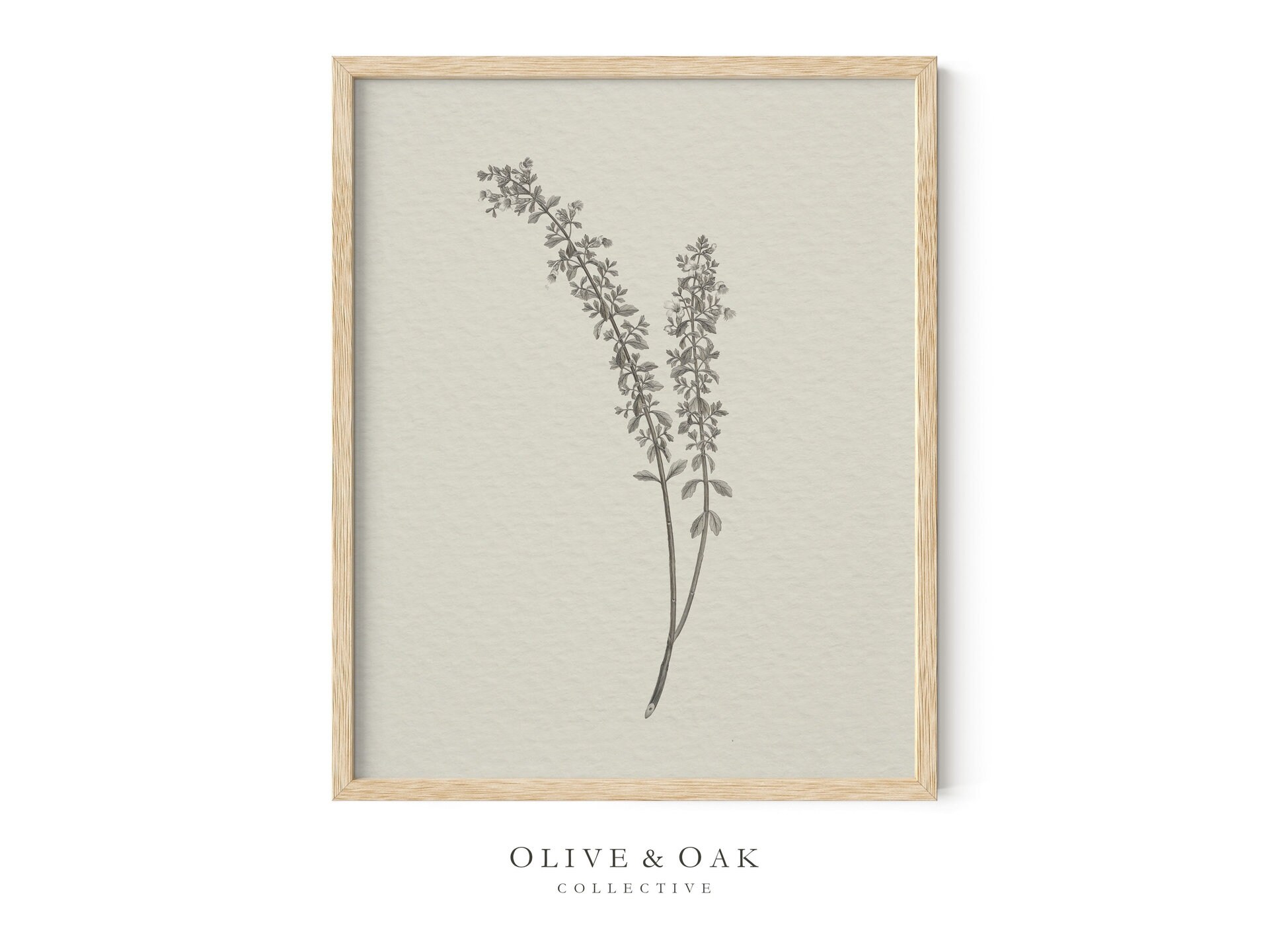 Vintage Botanical Drawing / Neutral Sketch / Simple Artwork Printed or ...