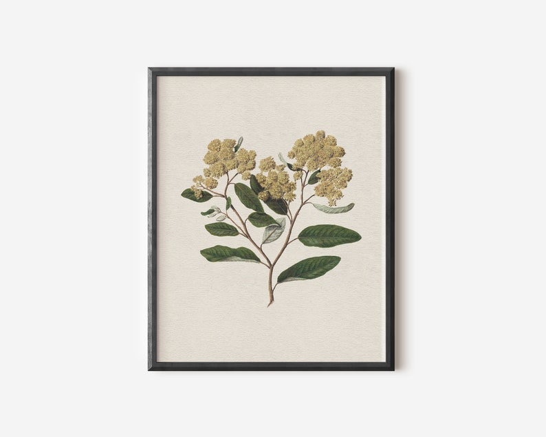 Yellow Flower Drawing / Botanical Art Print / Vintage Wall Art ...