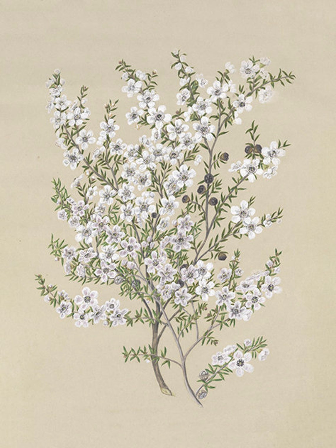 Vintage Flower Drawing / Printable Wall Art / Digital Download - Etsy